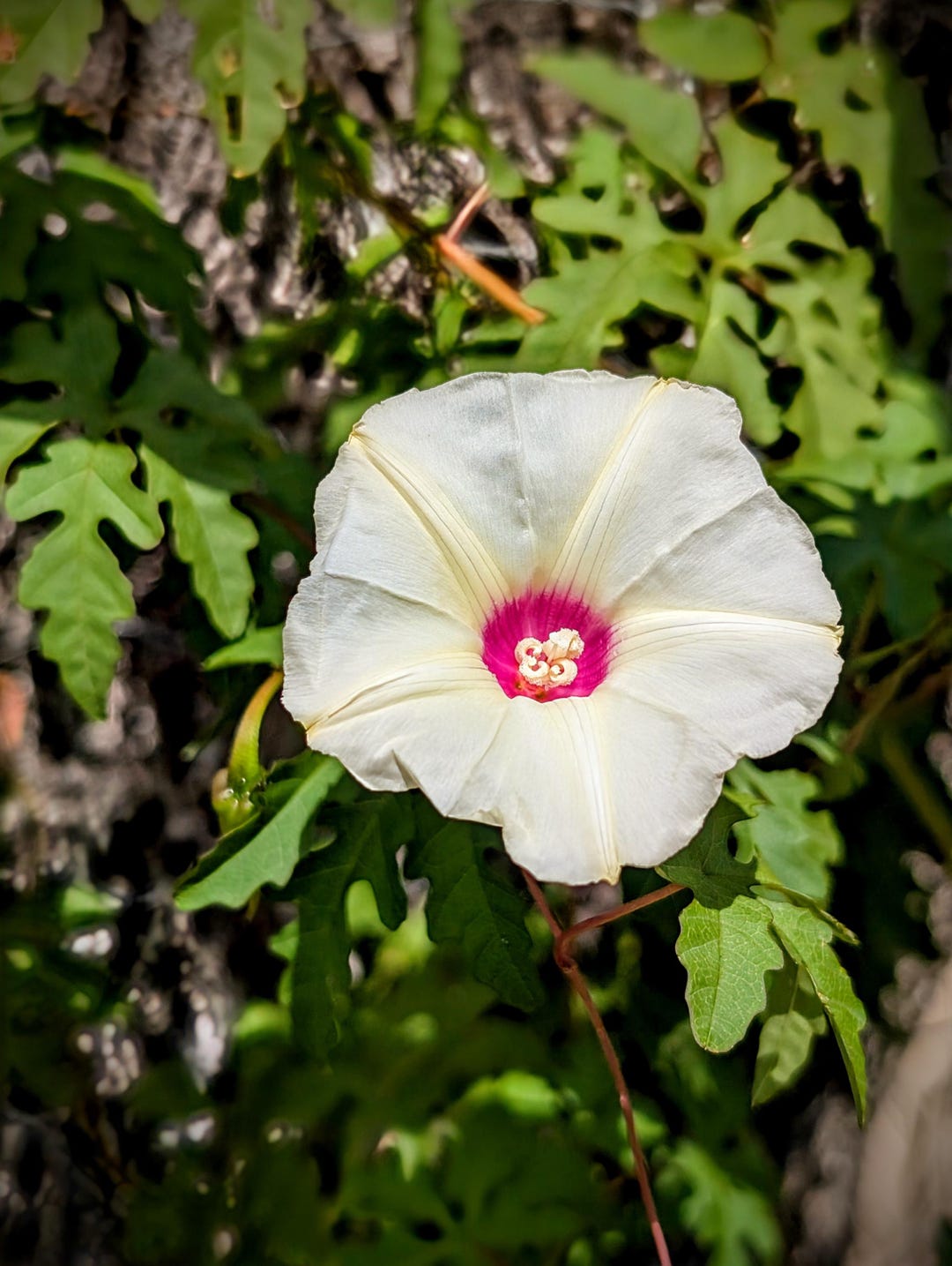 Alamo Vine Texas Wildflower Seeds, Merremia Dissecta. for Trellis ...