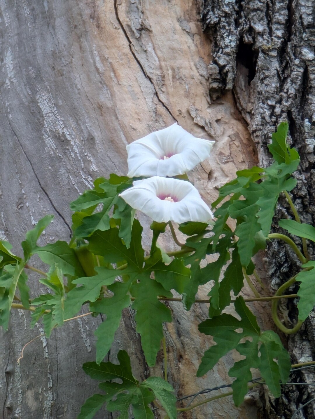 Alamo Vine Texas Wildflower Seeds, Merremia Dissecta. Packet of 10 ...