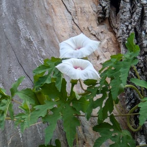Alamo Vine Texas Wildflower Seeds, Merremia Dissecta. for Trellis ...