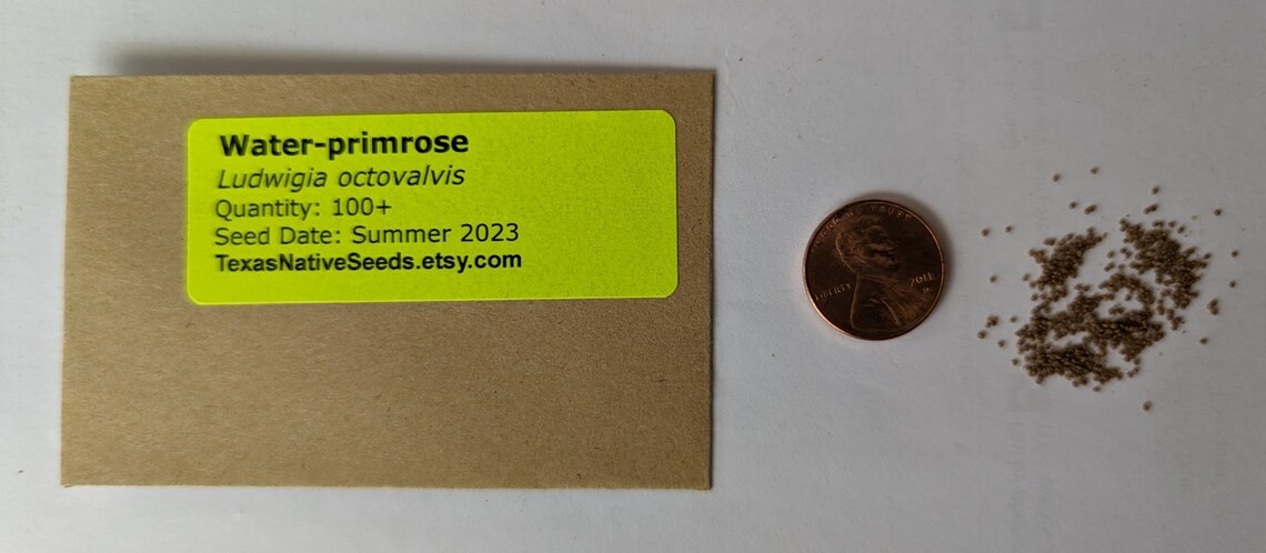 Water Primrose Texas Wildflower Seeds, Ludwigia Octovalvis. Sphinx Moth ...