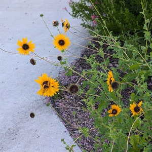 Texas Sunflower RARE Native Wildflower Seeds, Helianthus Praecox ...