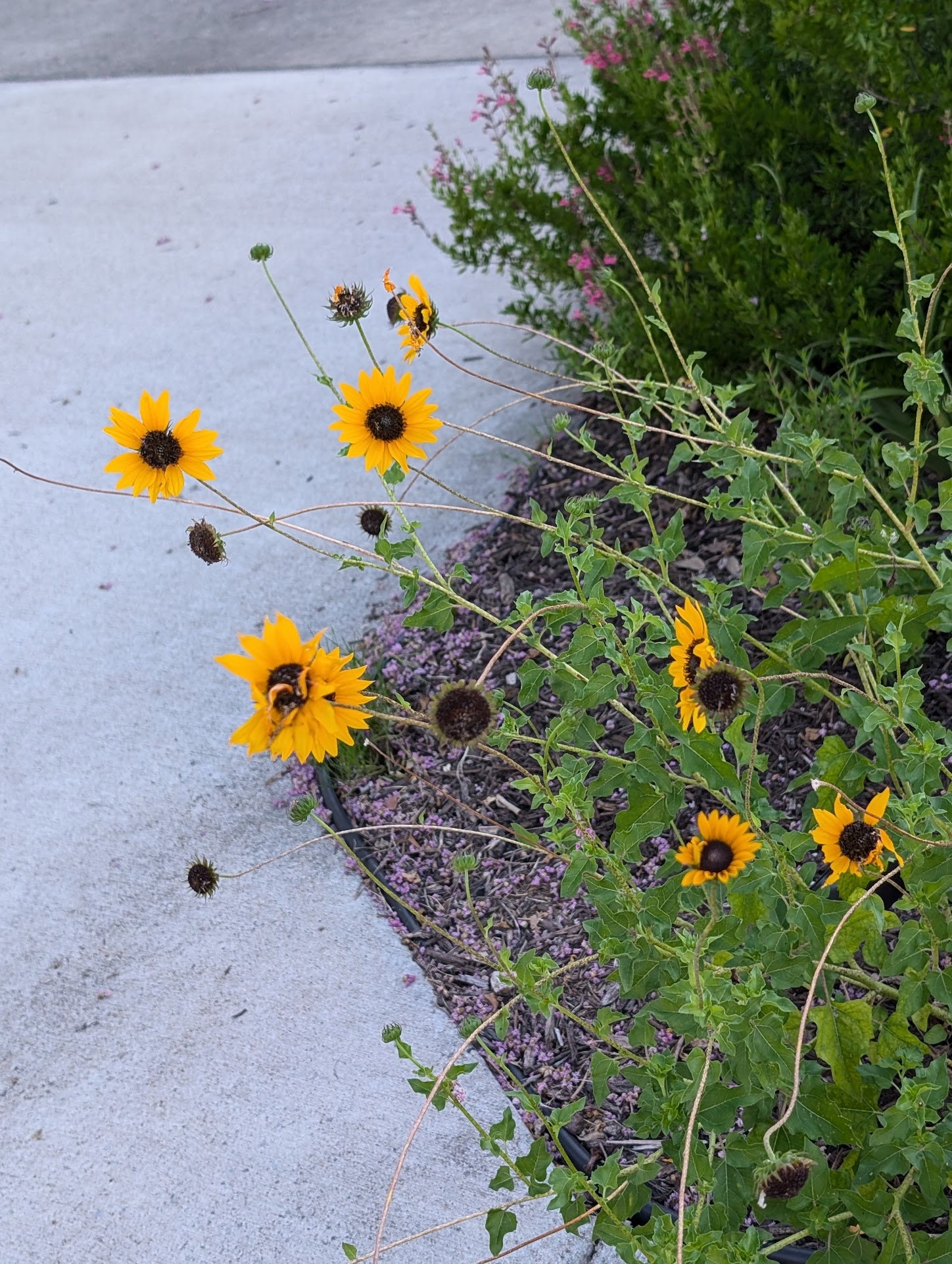 Texas Sunflower RARE Native Wildflower Seeds, Helianthus Praecox ...