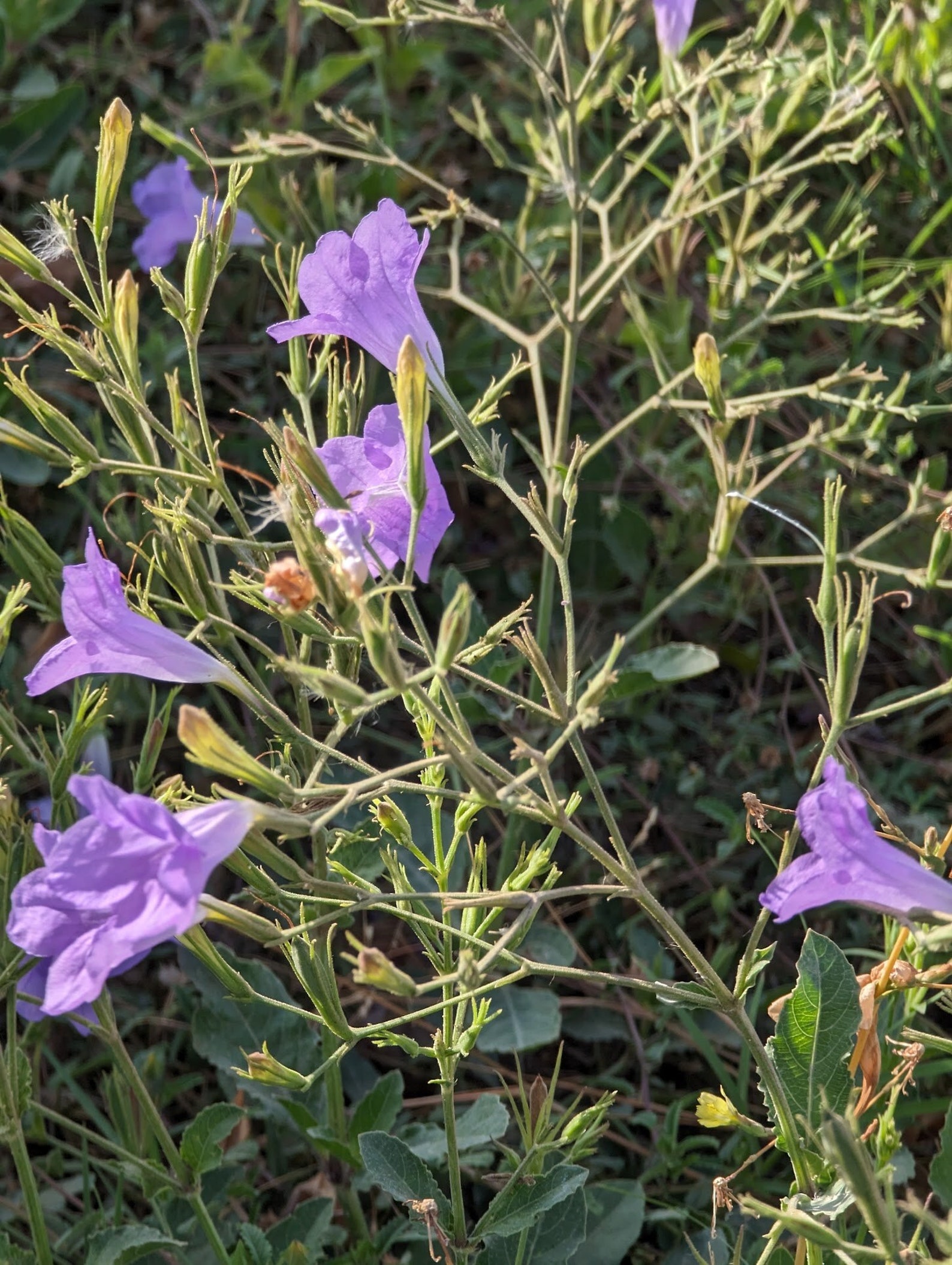 Common Wild Petunia Texas Wildflower Seeds, Ruellia Nudiflora ...