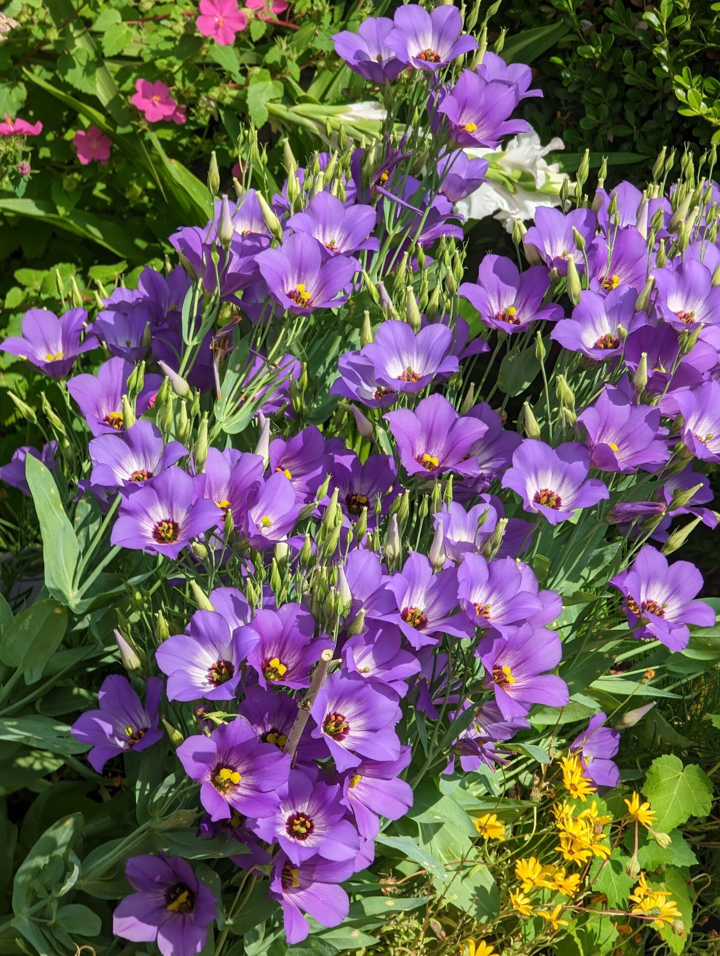 Texas Bluebell Wildflower Seeds Eustoma Grandiflorum. Packet - Etsy
