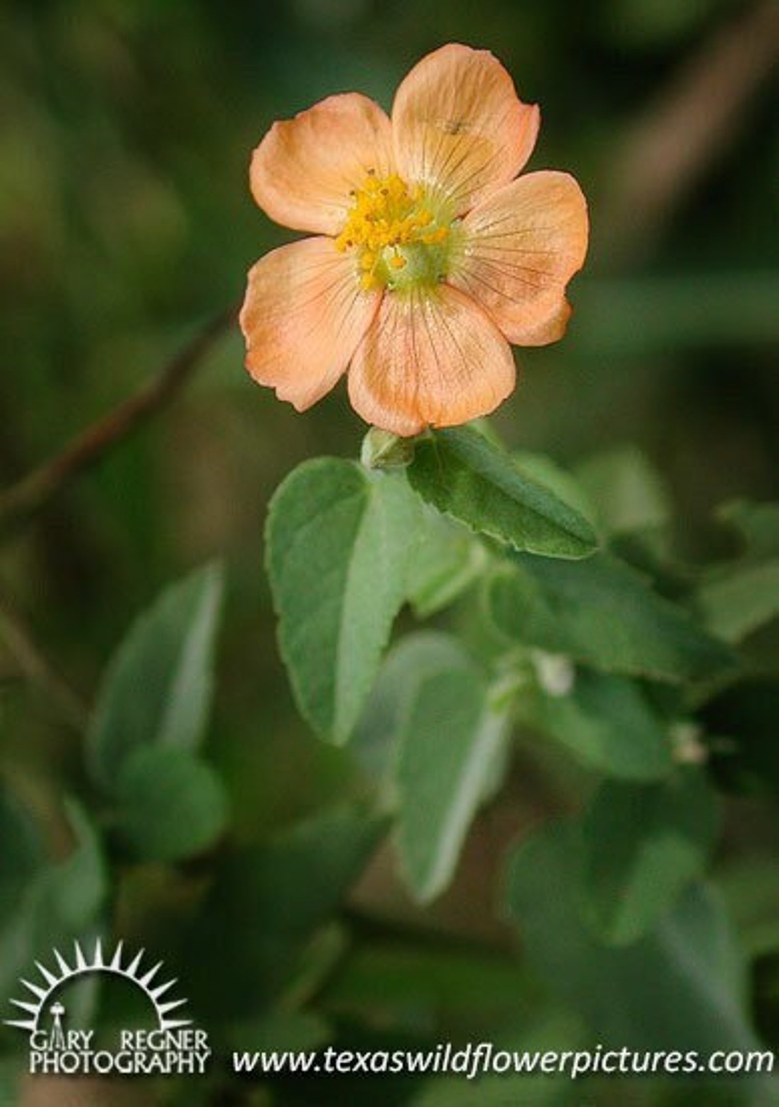 Indian Mallow Texas Wildflower Seeds, Abutilon Incanum. Butterfly Host ...