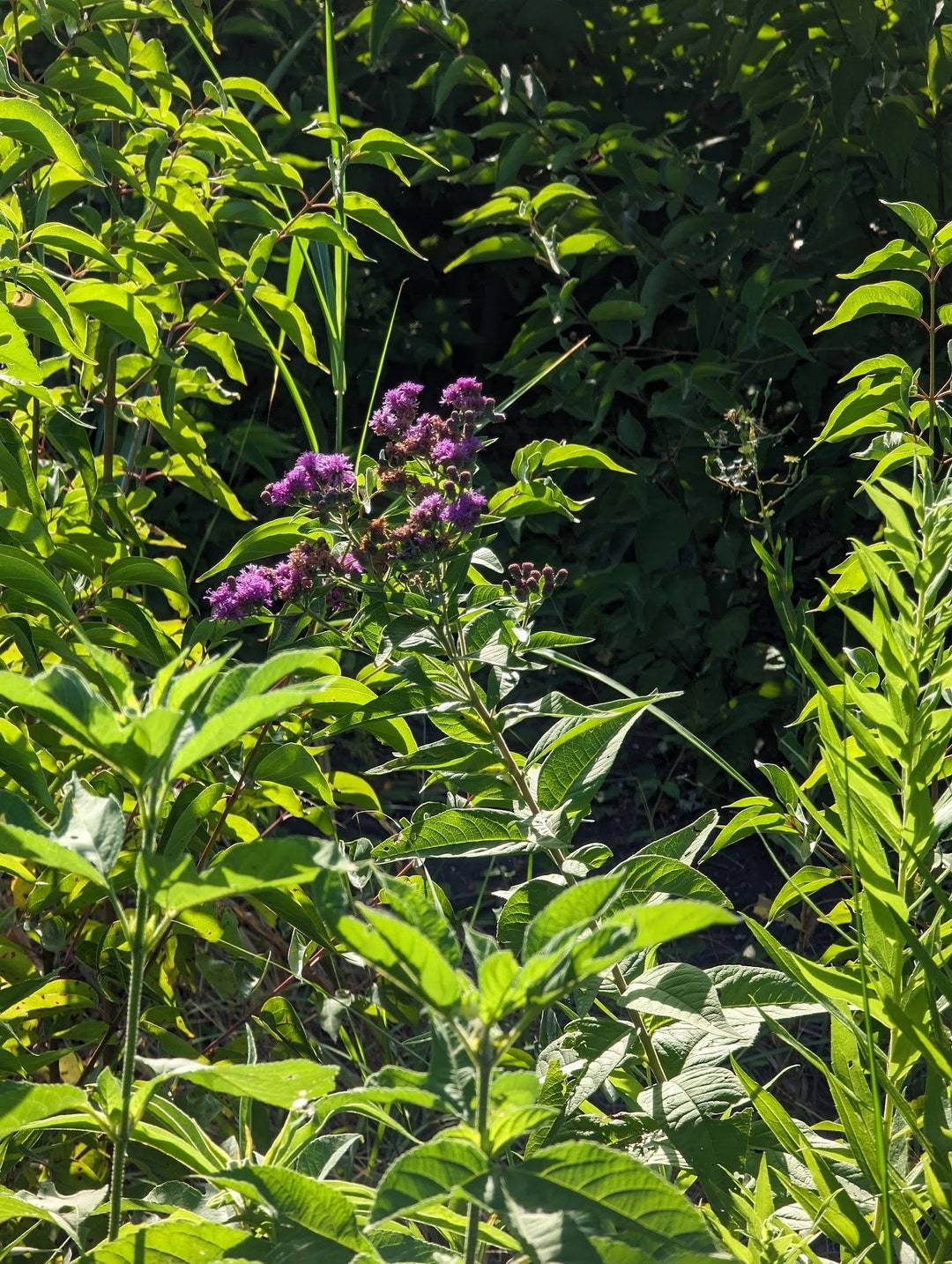 Western Ironweed Texas Wildflower Seeds, Vernonia Baldwinii. Moth Host ...