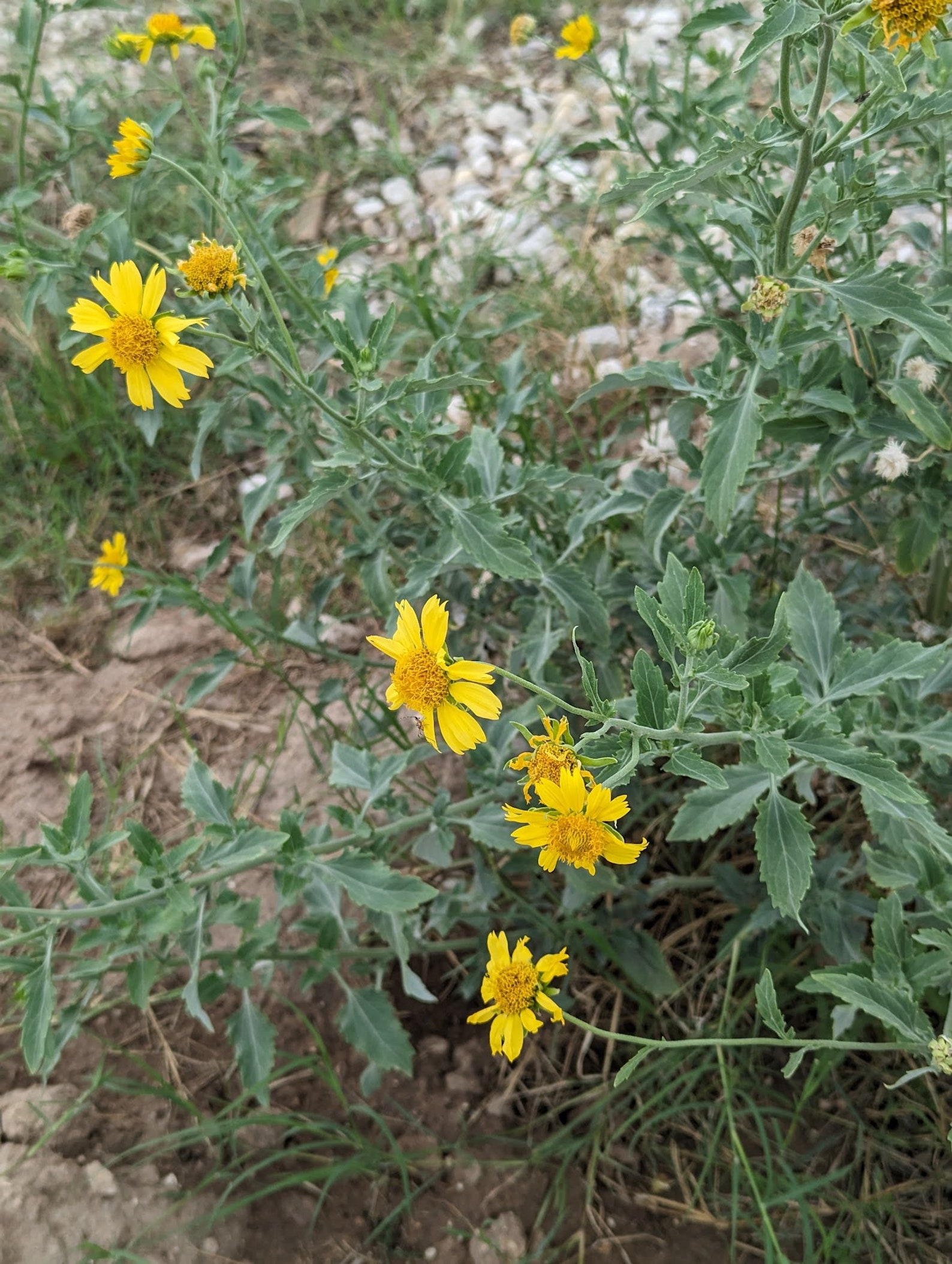 Cowpen Daisy Texas Wildflower Seeds, Verbesina Encelioides . Butterfly ...