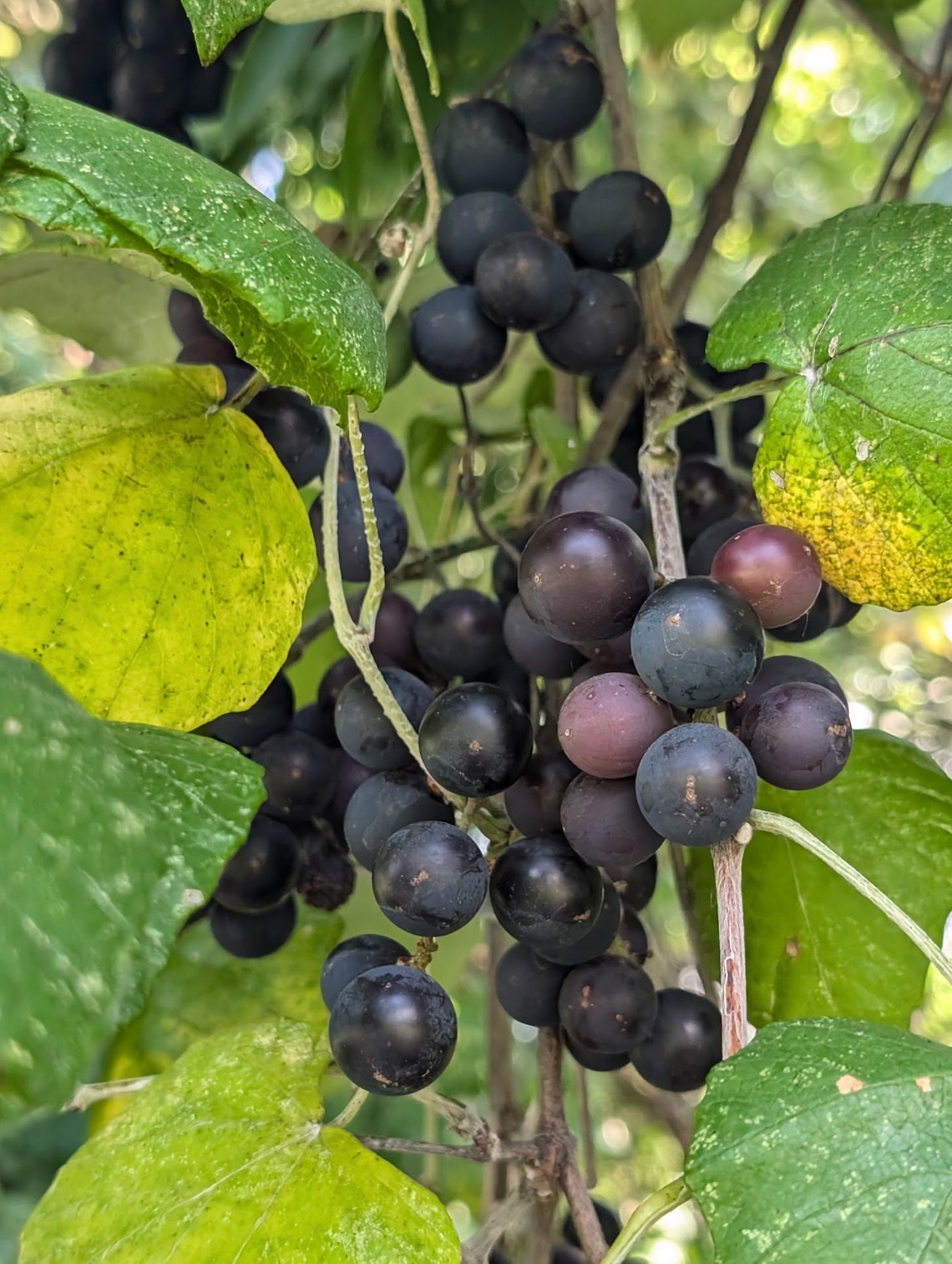 Mustang Grape Seeds, Vitis Mustangensis. Texas Native Perennial. Packet ...