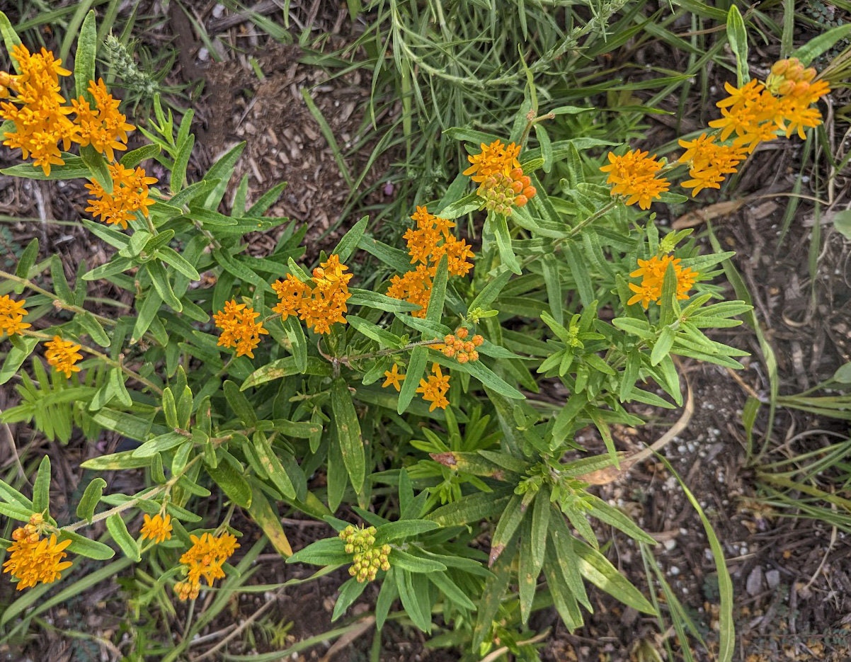 Butterfly Weed Texas Wildflower Seeds, Asclepias Tuberosa . Butterfly ...
