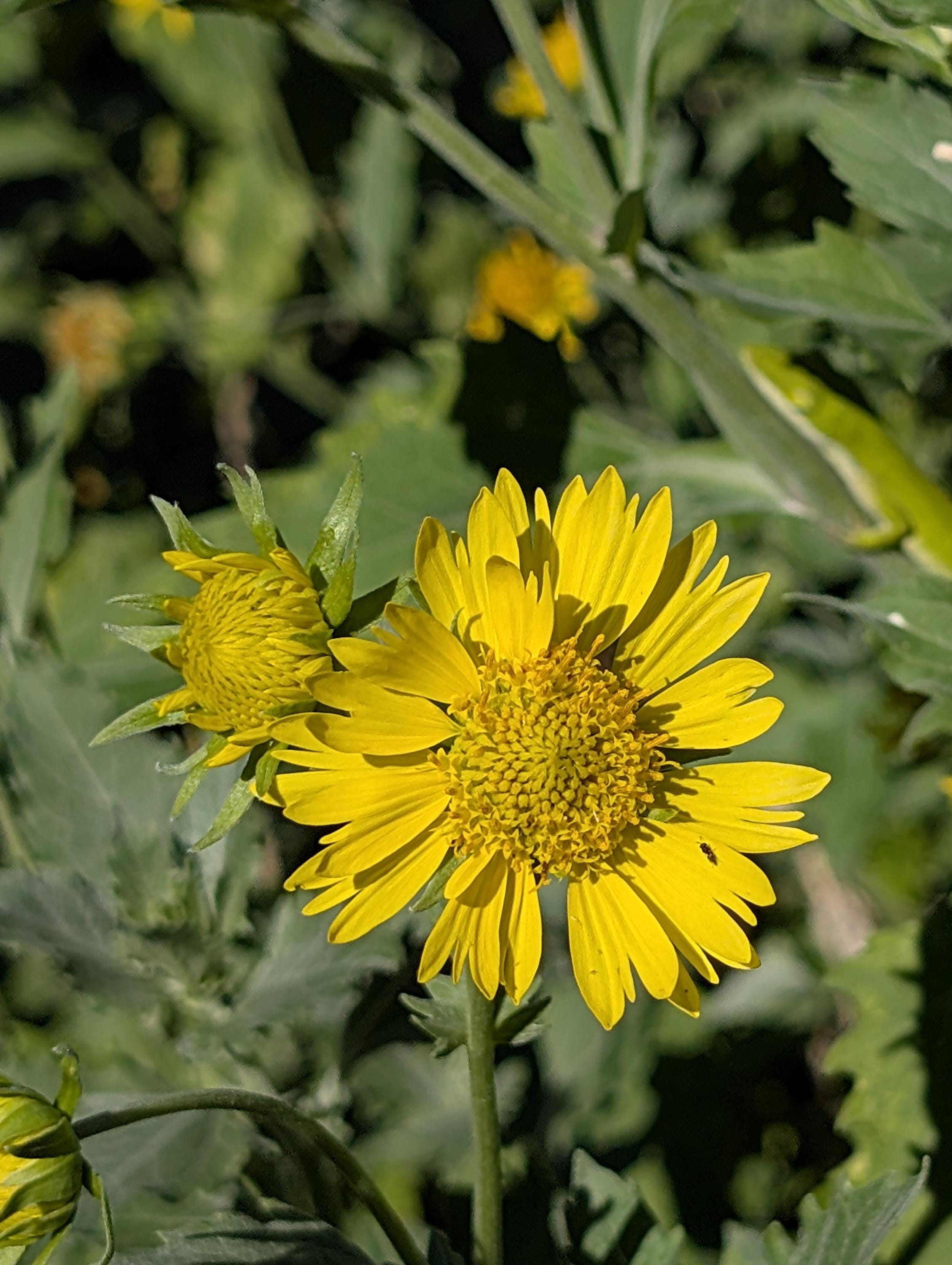 Cowpen Daisy Texas Wildflower Seeds, Verbesina Encelioides . Butterfly ...