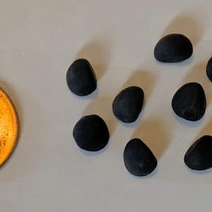 Alamo Vine Texas Wildflower Seeds, Merremia Dissecta. for Trellis ...