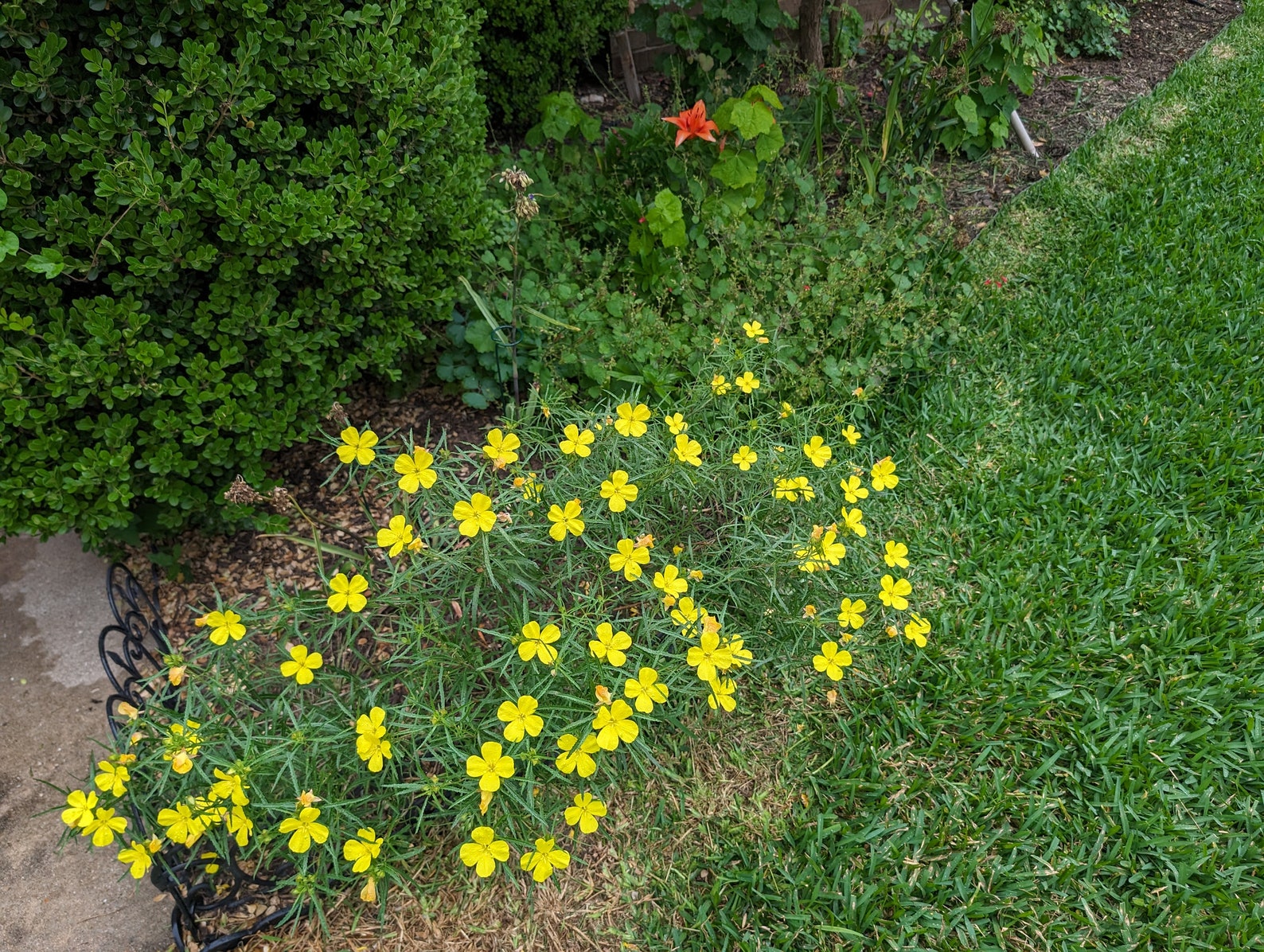 Plains Evening Primrose Texas Wildflower Seeds, Calylophus Serrulatus ...