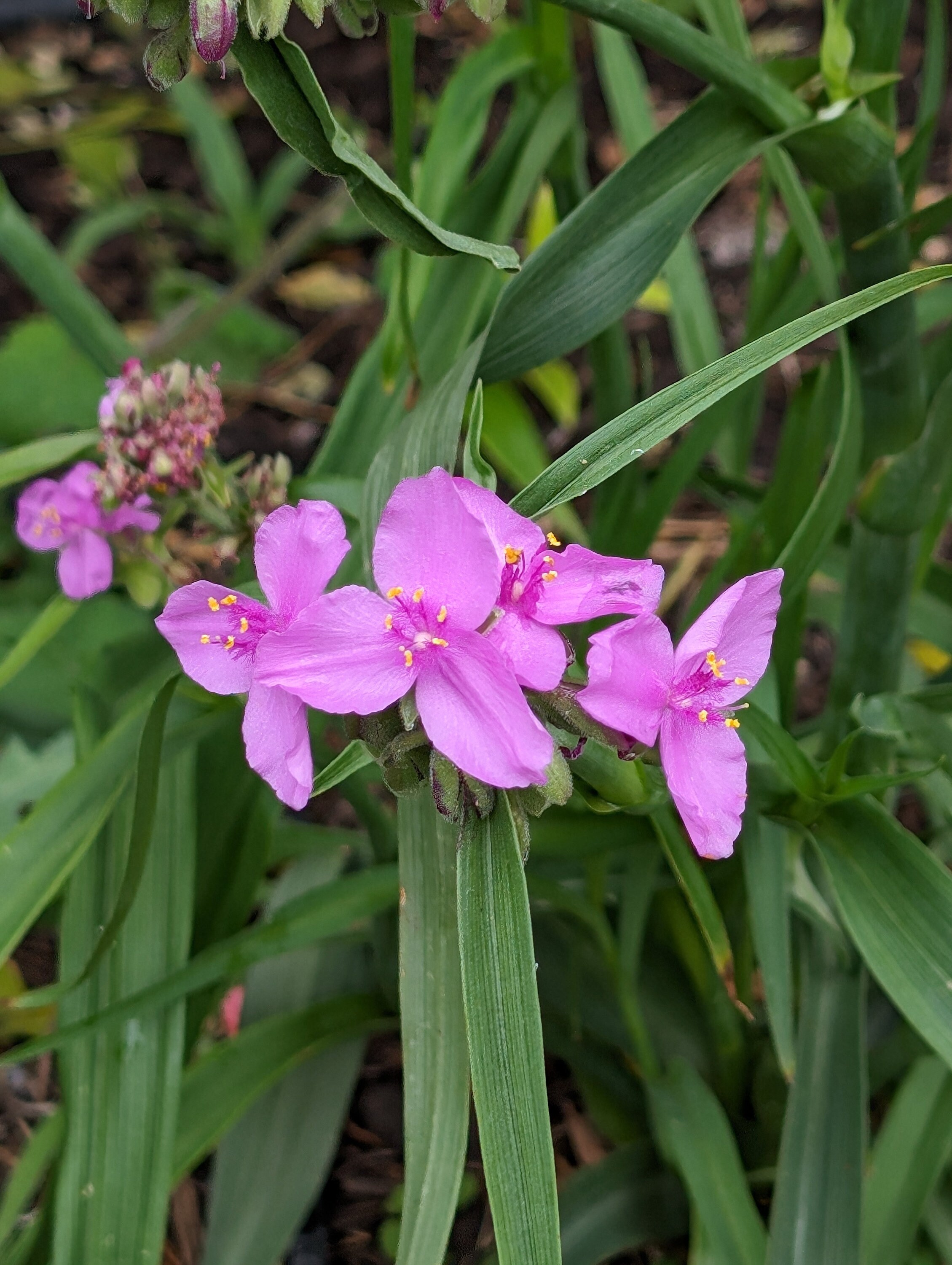 Giant Spiderwort Texas Wildflower Seeds, Tradescantia Gigantea . Packet ...