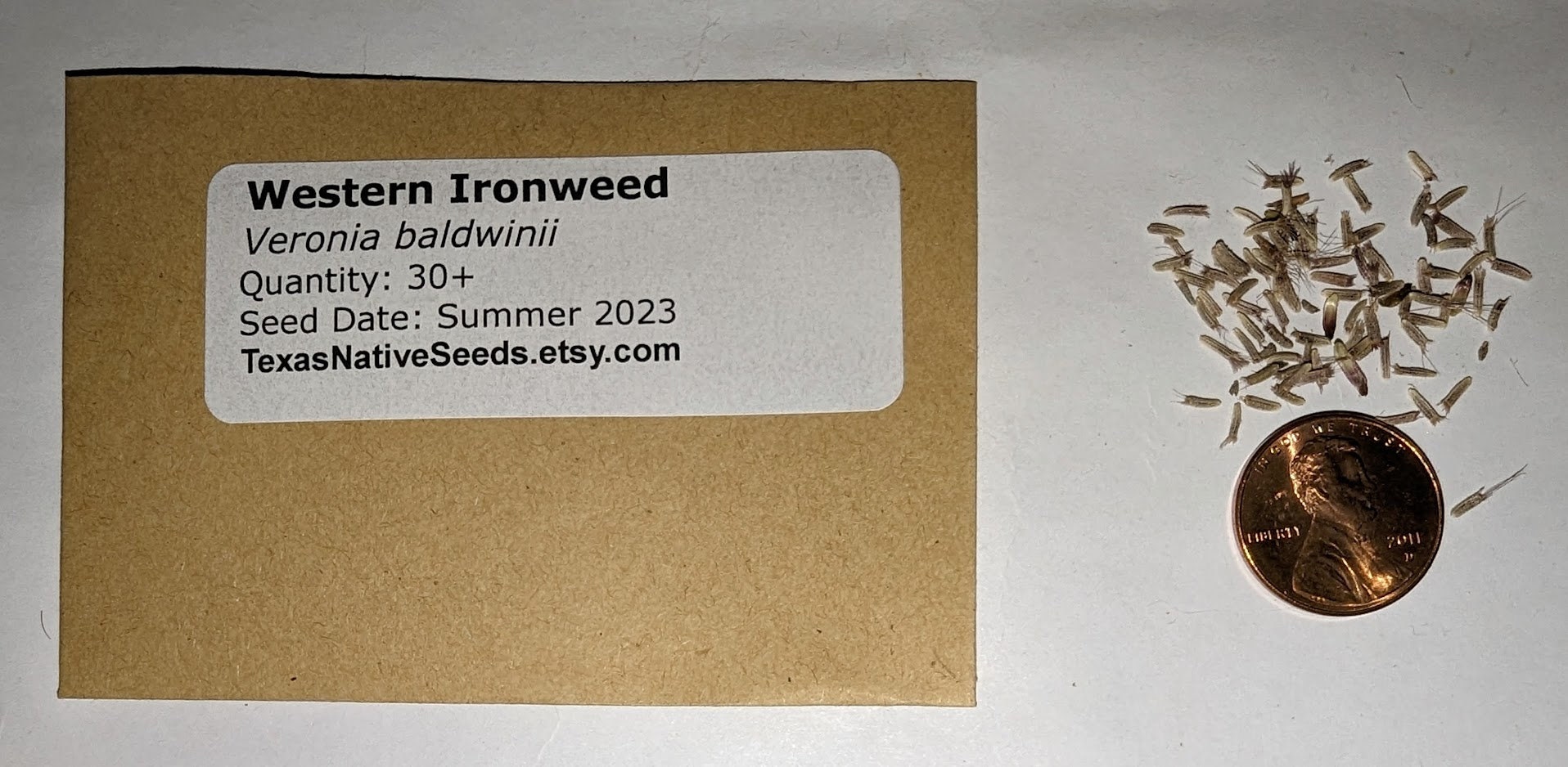 Western Ironweed Texas Wildflower Seeds, Vernonia Baldwinii. Moth Host ...