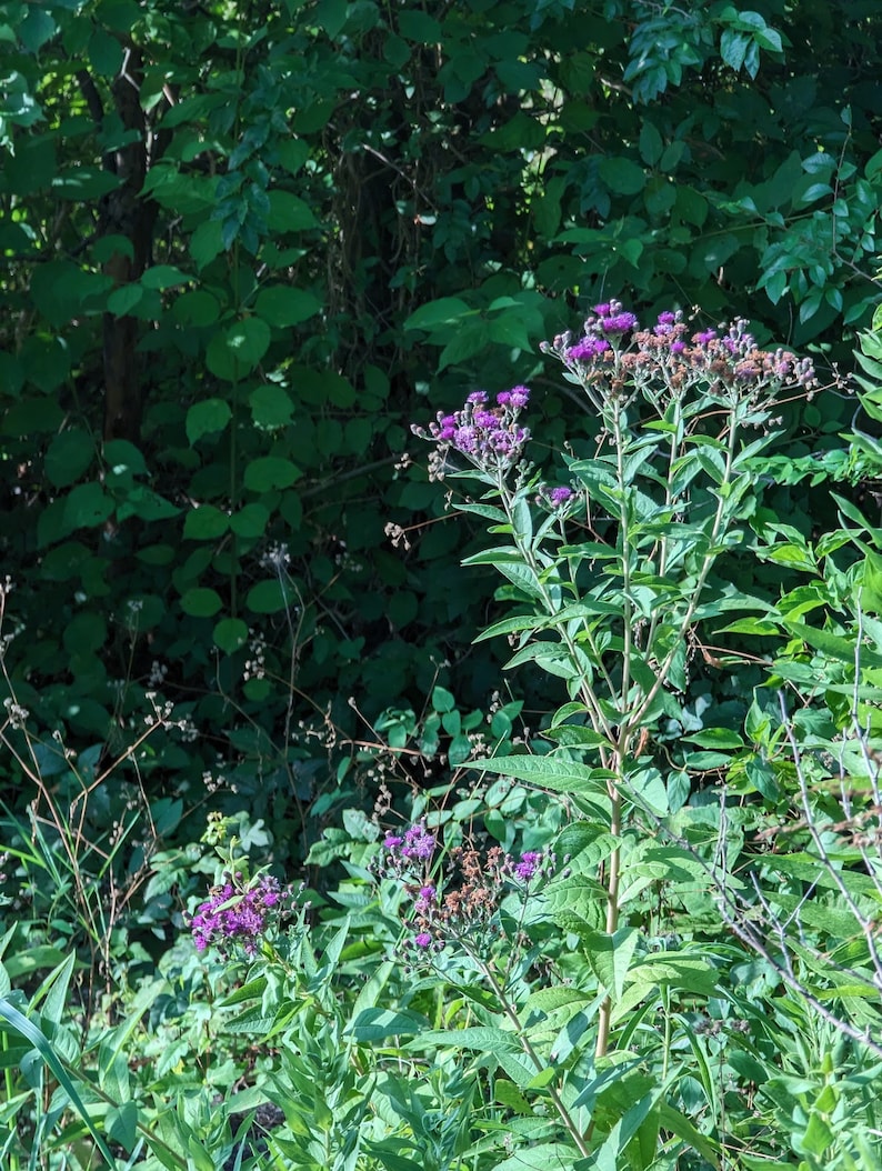 Western Ironweed Texas Wildflower Seeds, Vernonia Baldwinii. Moth Host ...
