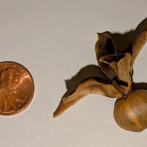 Alamo Vine Texas Wildflower Seeds, Merremia Dissecta. for Trellis ...