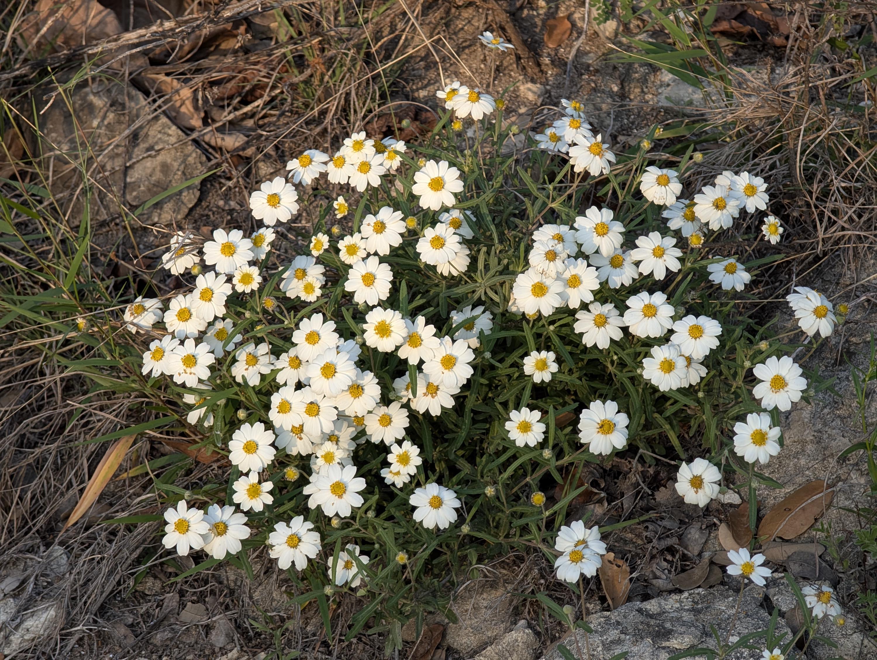 Blackfoot Daisy RARE Texas Native Wildflower Seeds, Melampodium ...