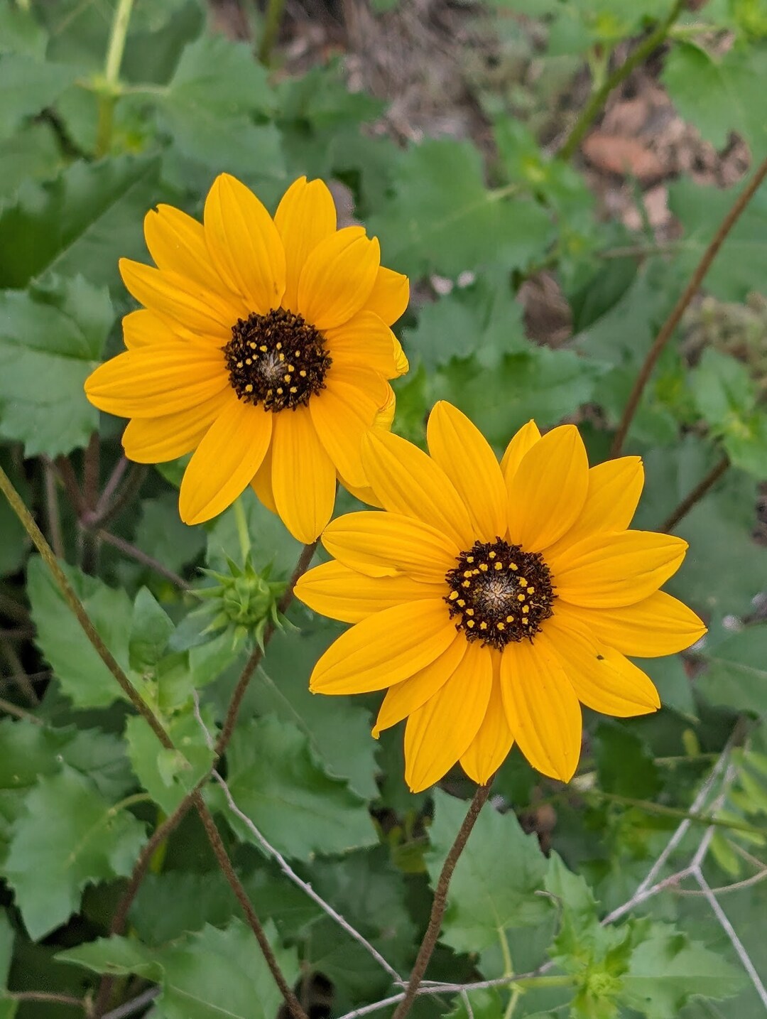 Texas Sunflower RARE Native Wildflower Seeds, Helianthus Praecox ...