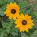 Texas Sunflower RARE Native Wildflower Seeds, Helianthus Praecox ...