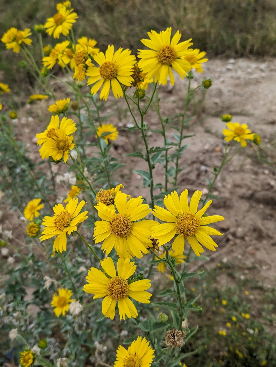 Cowpen Daisy Texas Wildflower Seeds, Verbesina Encelioides . Butterfly ...