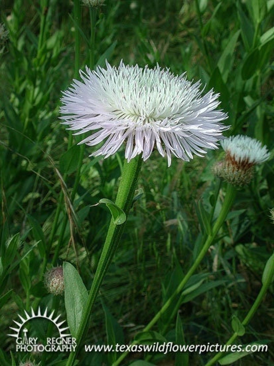 Basket Flower Texas Wildflower Seeds, Centaurea Americana. Packet of 25 ...
