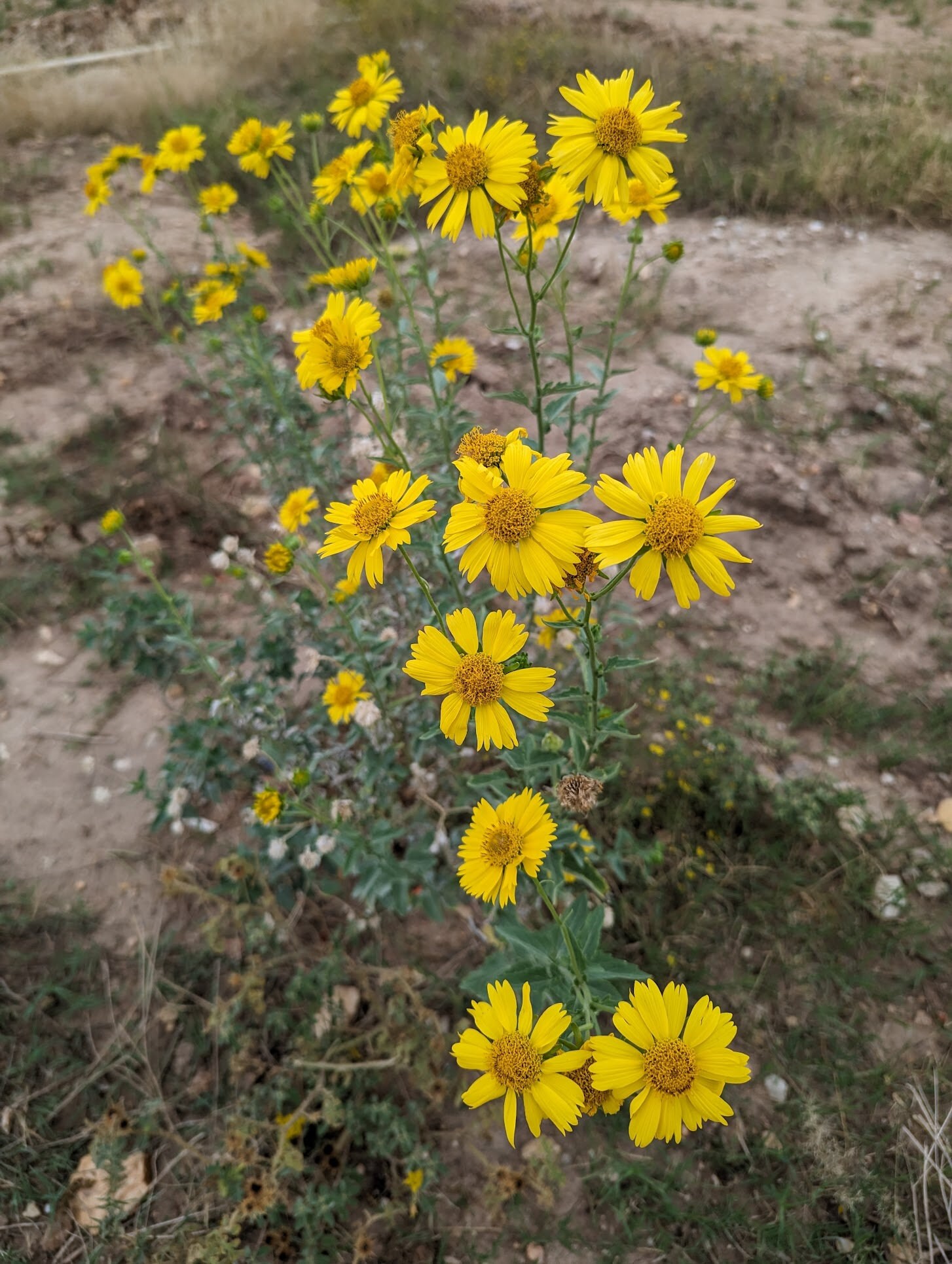 Cowpen Daisy Texas Wildflower Seeds, Verbesina Encelioides . Butterfly ...