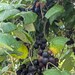 Mustang Grape Seeds, Vitis Mustangensis. Texas Native Perennial. Packet ...