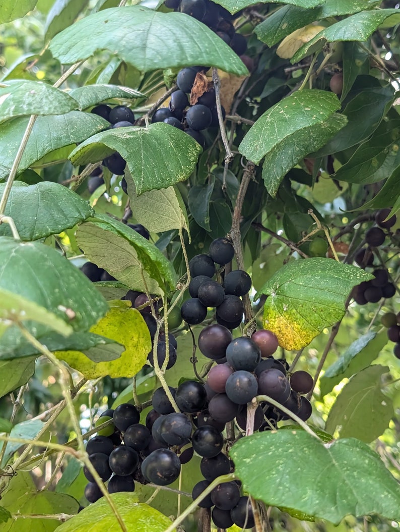 Mustang Grape Seeds, Vitis Mustangensis. Texas Native Perennial. Packet ...