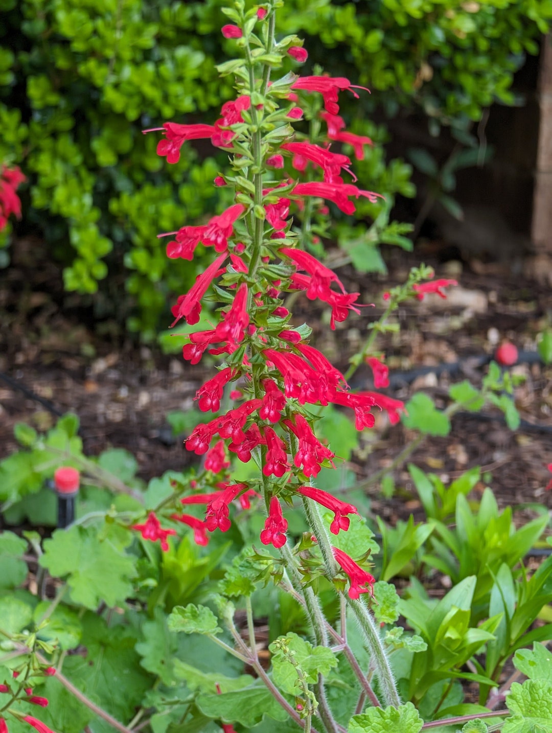 Cedar Sage RARE Texas Native Wildflower Seeds, Salvia Roemeriana. Shade ...