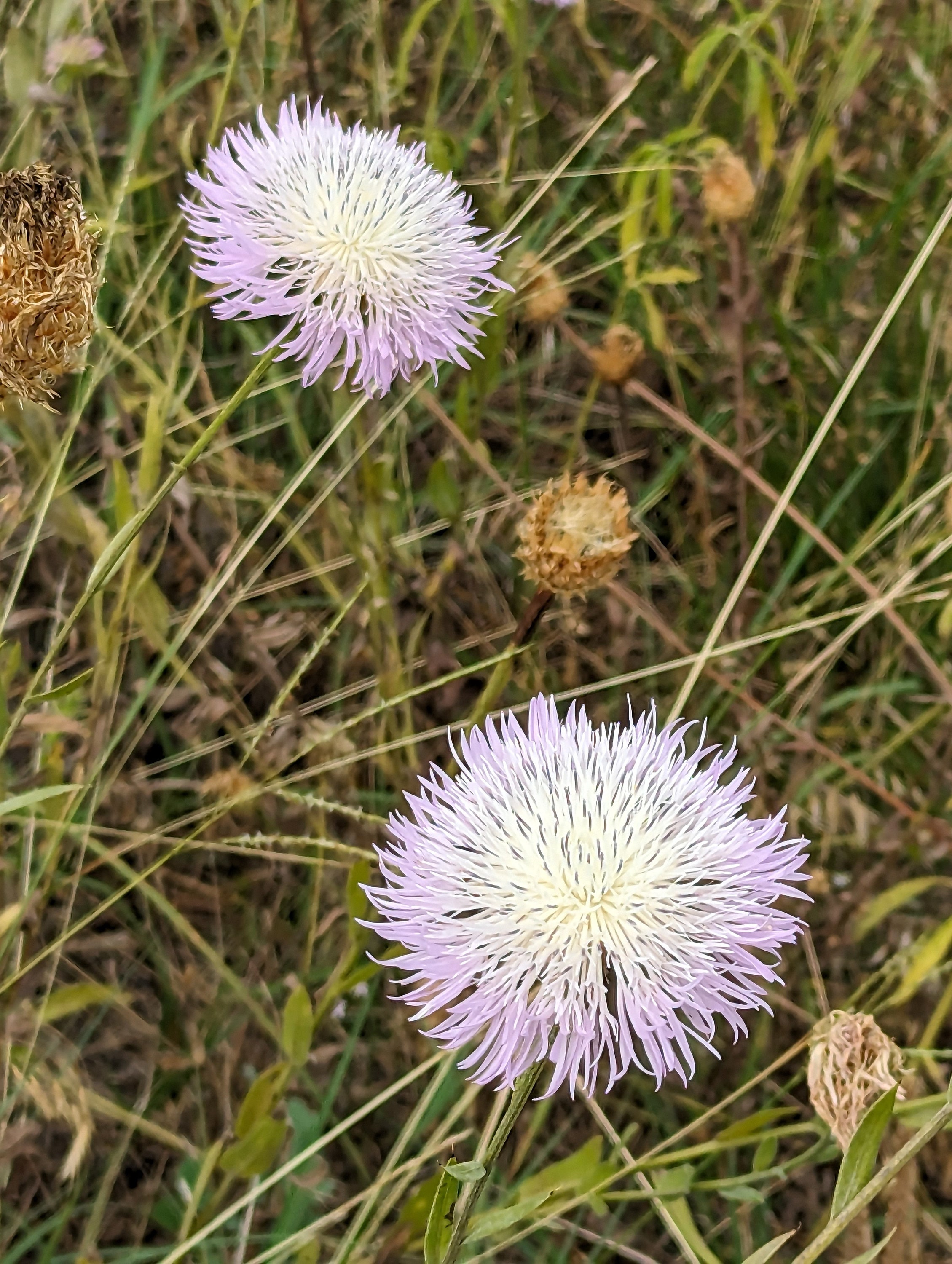 Texas Native Wildflower Garden Seed Mix - Etsy
