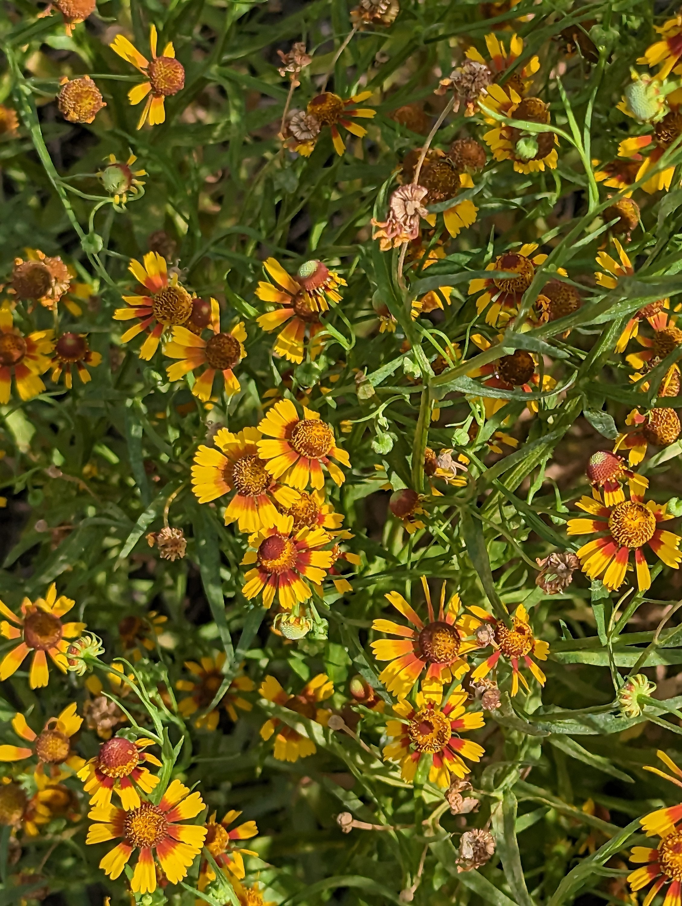 Sneezeweed Texas Wildflower Seeds, Helenium Quadridentatum. Packet of ...