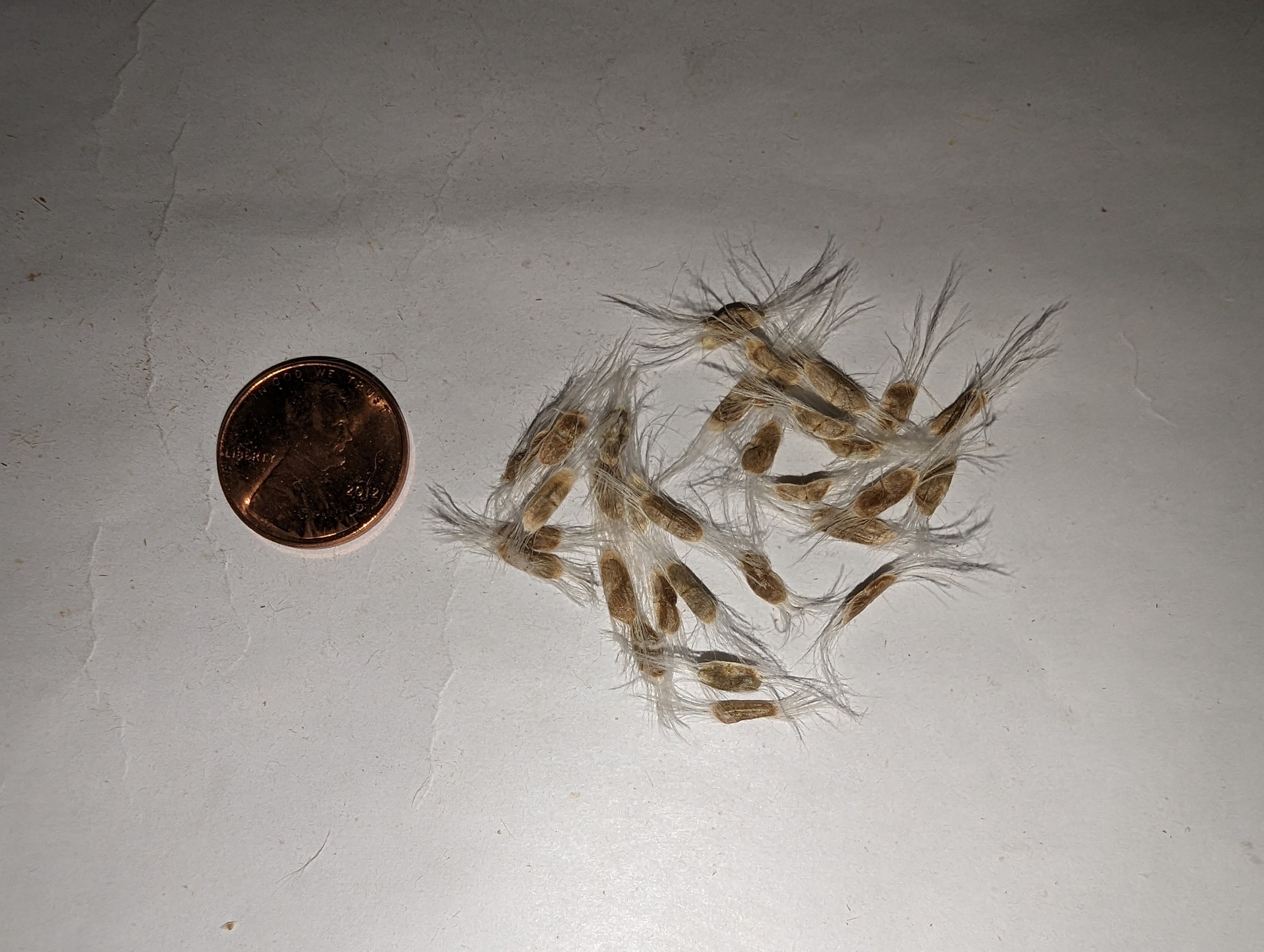 Desert Willow Seeds, Chilopsis Linearis. Native Texas Wildflower ...