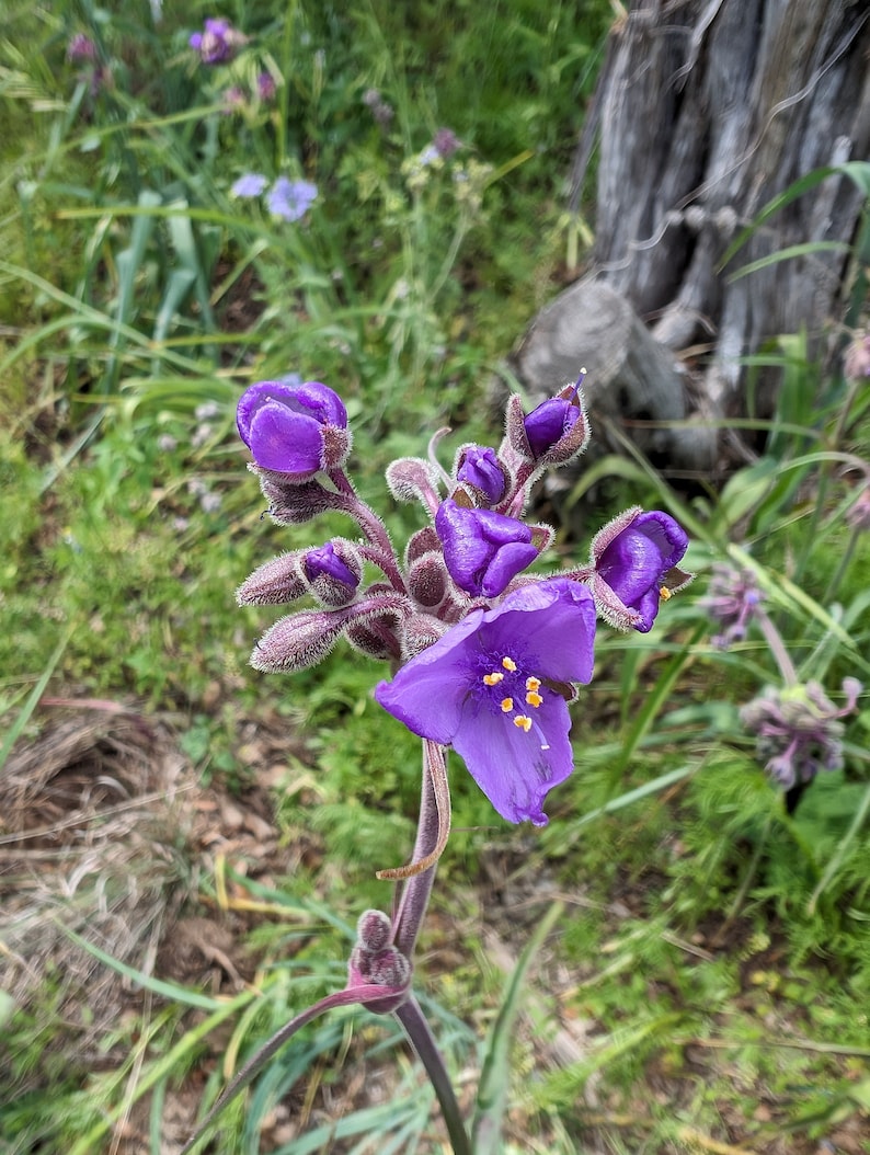Giant Spiderwort Texas Wildflower Seeds, Tradescantia Gigantea . Packet ...