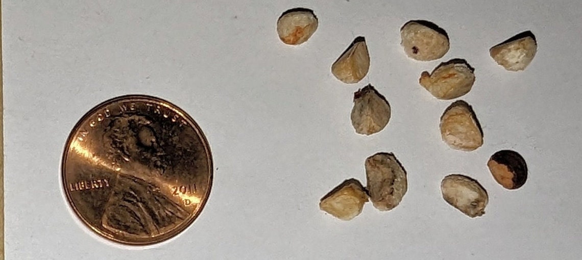 Turk's Cap Texas Wildflower Seeds Malvaviscus Drummondii. - Etsy