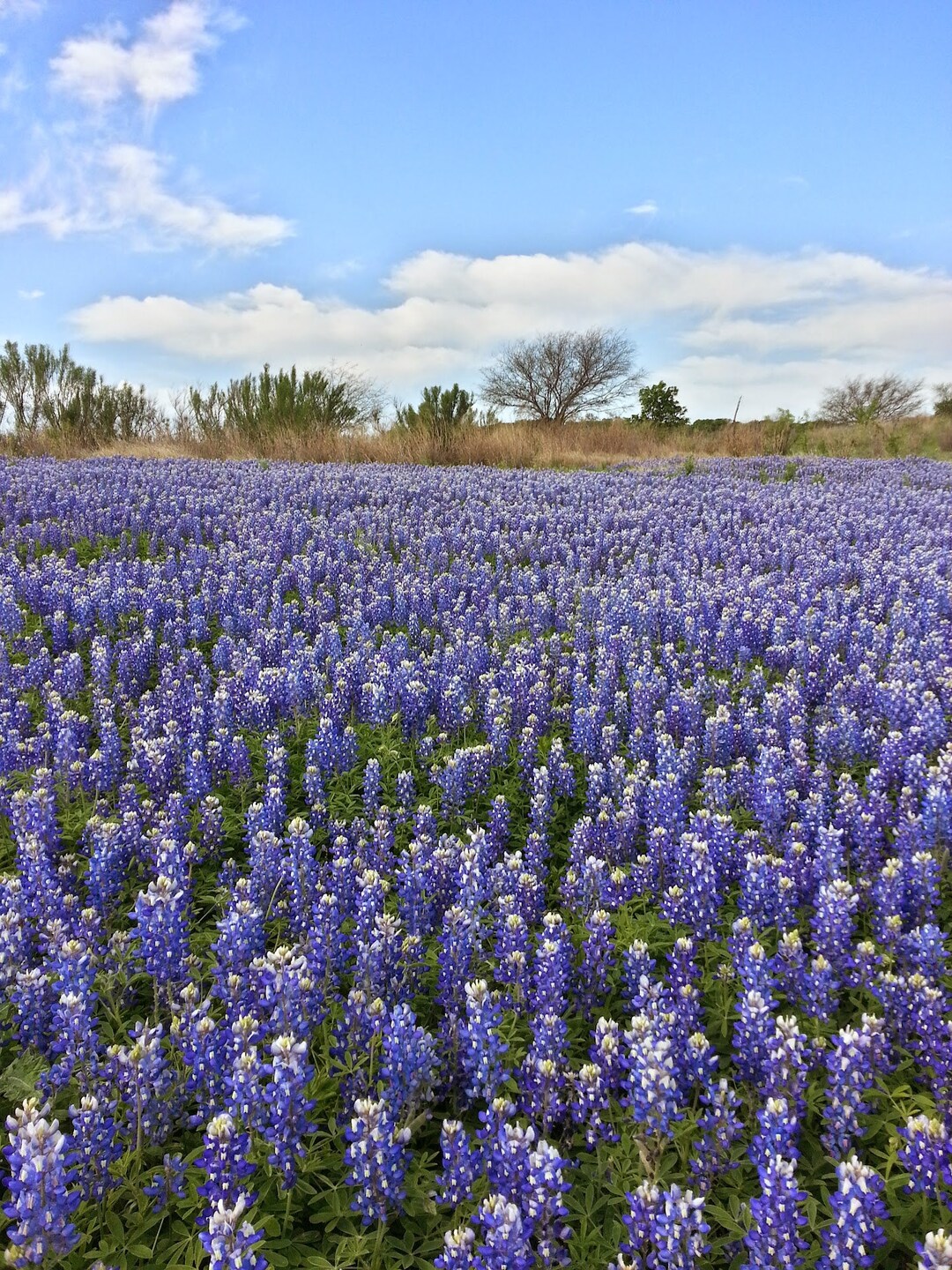 Texas Bluebonnet Wildflower Seeds, Lupinus Texensis. Packet of 50 ...