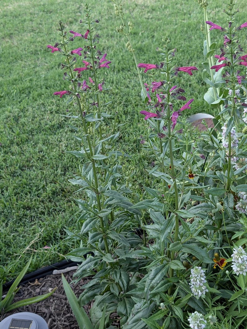 Big Red Sage VERY RARE Texas Native Wildflower Seeds, Salvia ...