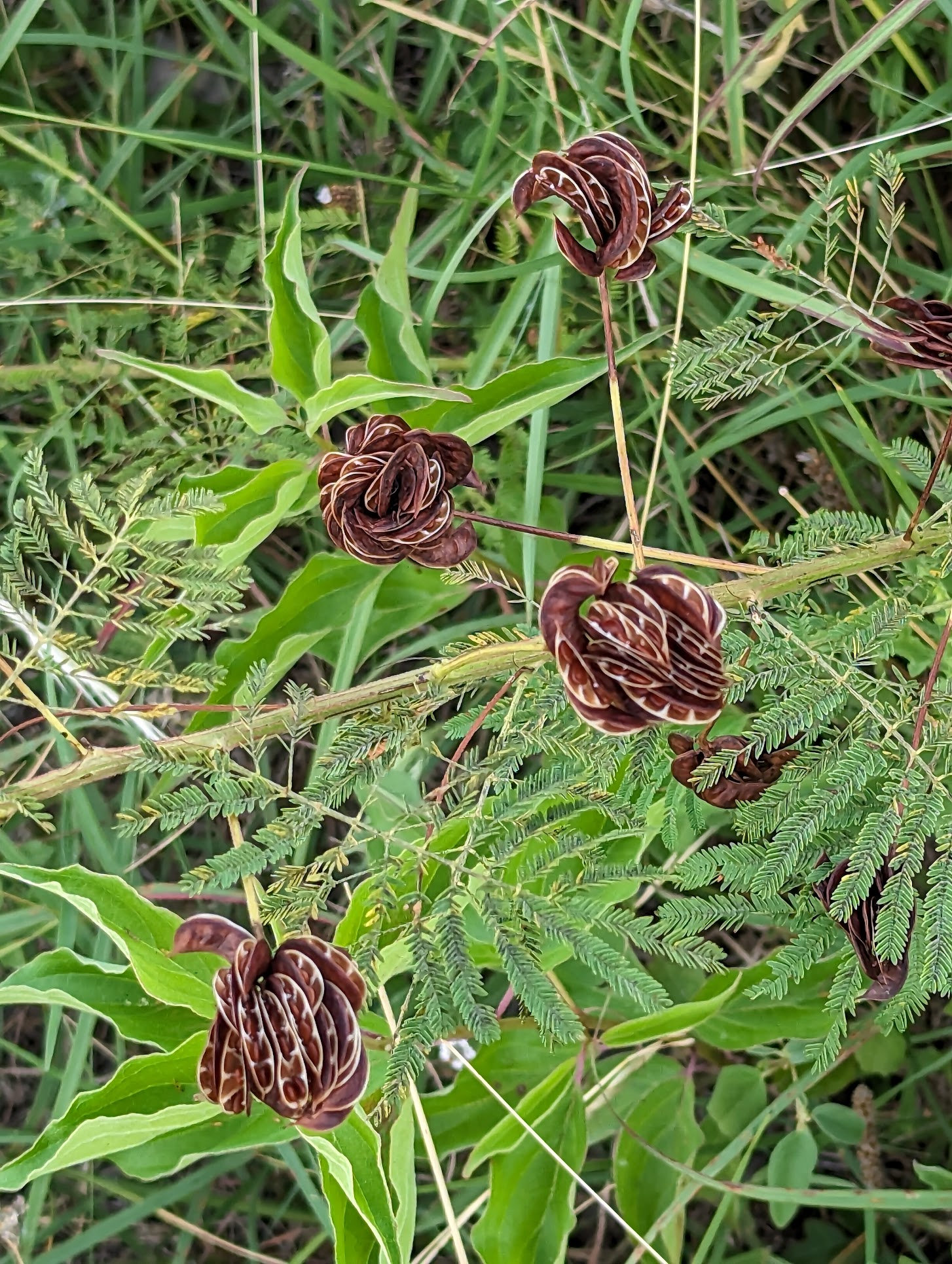 Prairie Mimosa Texas Wildflower Seeds, Desmanthus Illinoensis. Packet ...