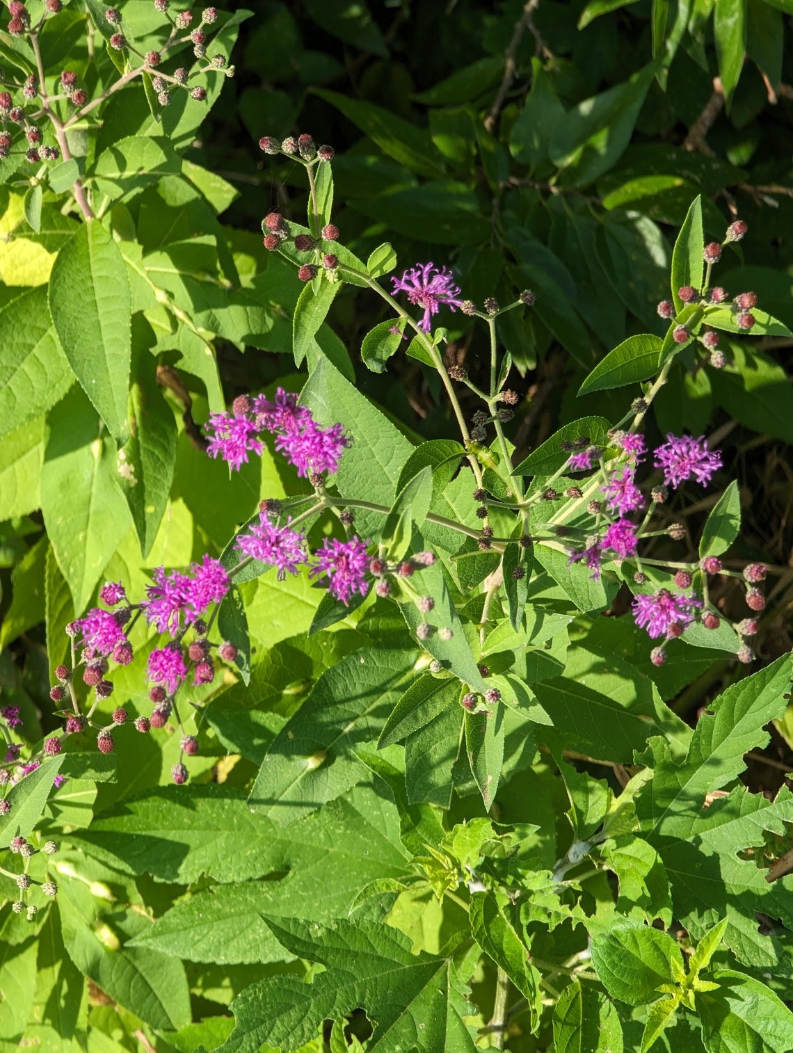 Western Ironweed Texas Wildflower Seeds, Vernonia Baldwinii. Moth Host ...