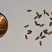 Texas Sunflower RARE Native Wildflower Seeds, Helianthus Praecox ...