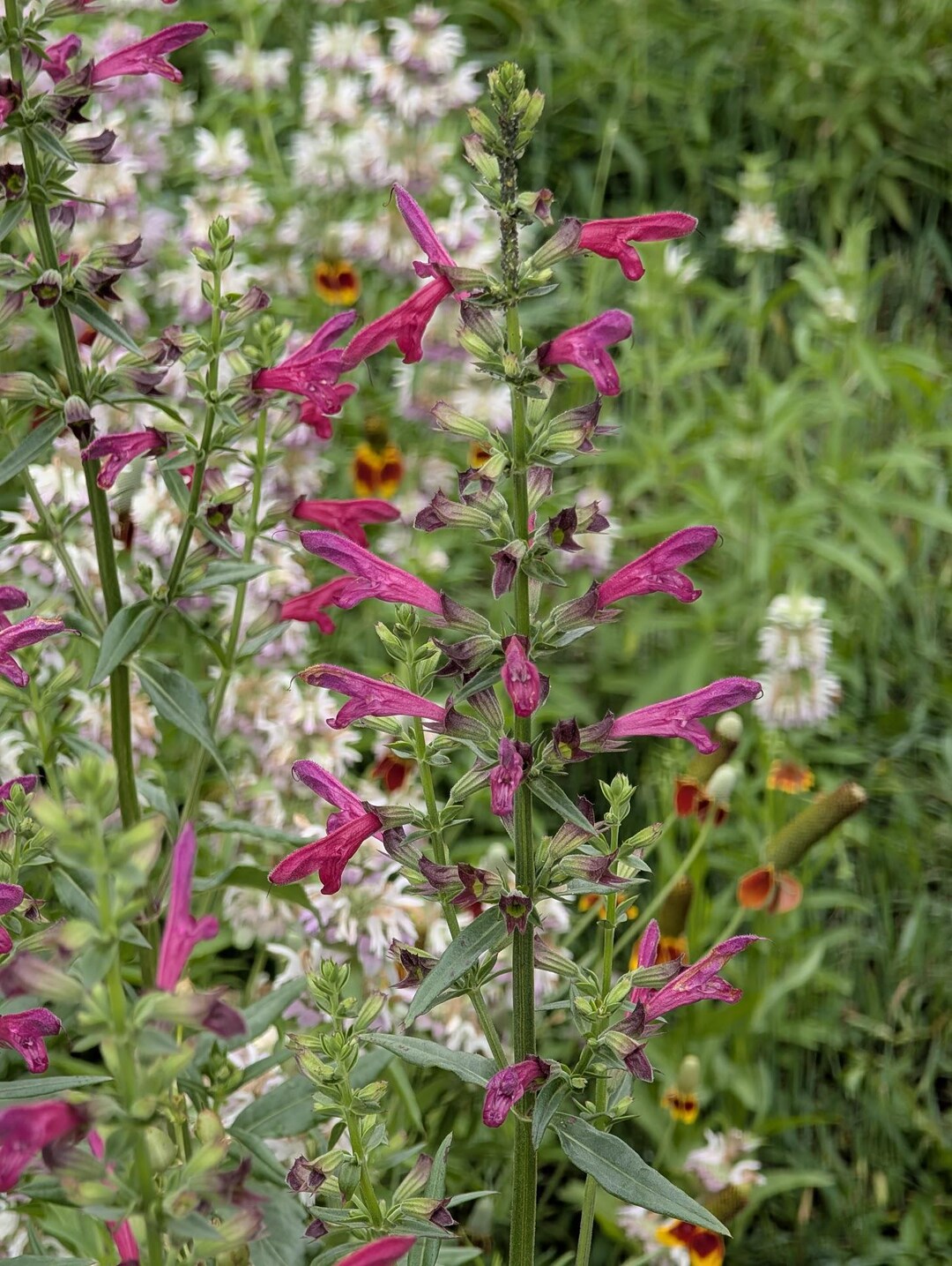 Big Red Sage VERY RARE Texas Native Wildflower Seeds, Salvia ...
