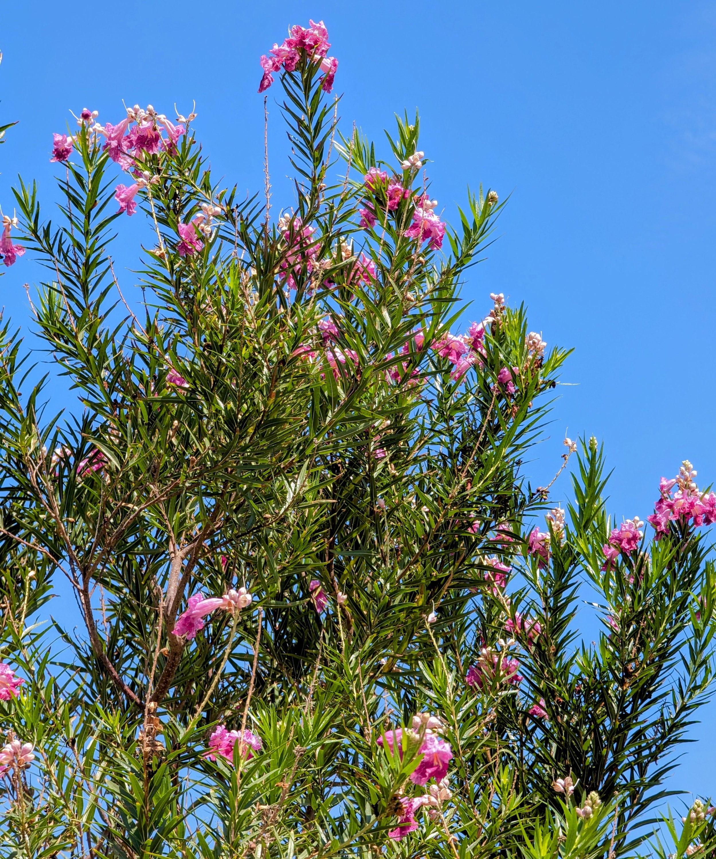 Desert Willow Seeds, Chilopsis Linearis. Native Texas Wildflower ...