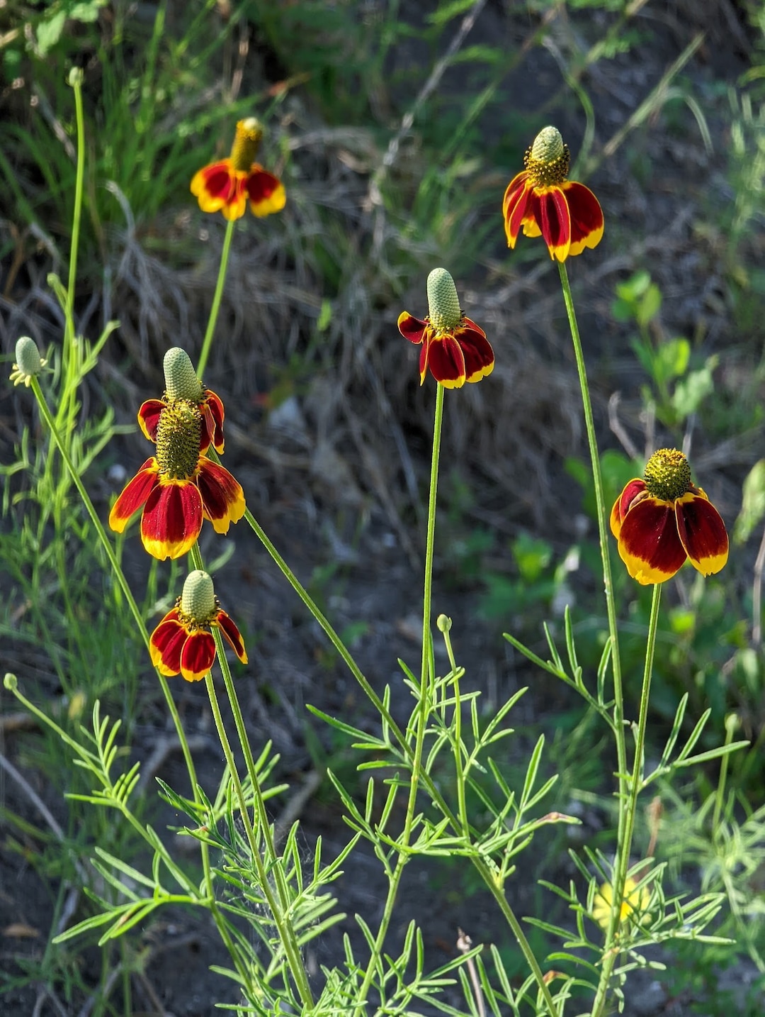 Mexican Hat Texas Wildflower Seeds, Ratibida Columnifera. Packet of 100 ...