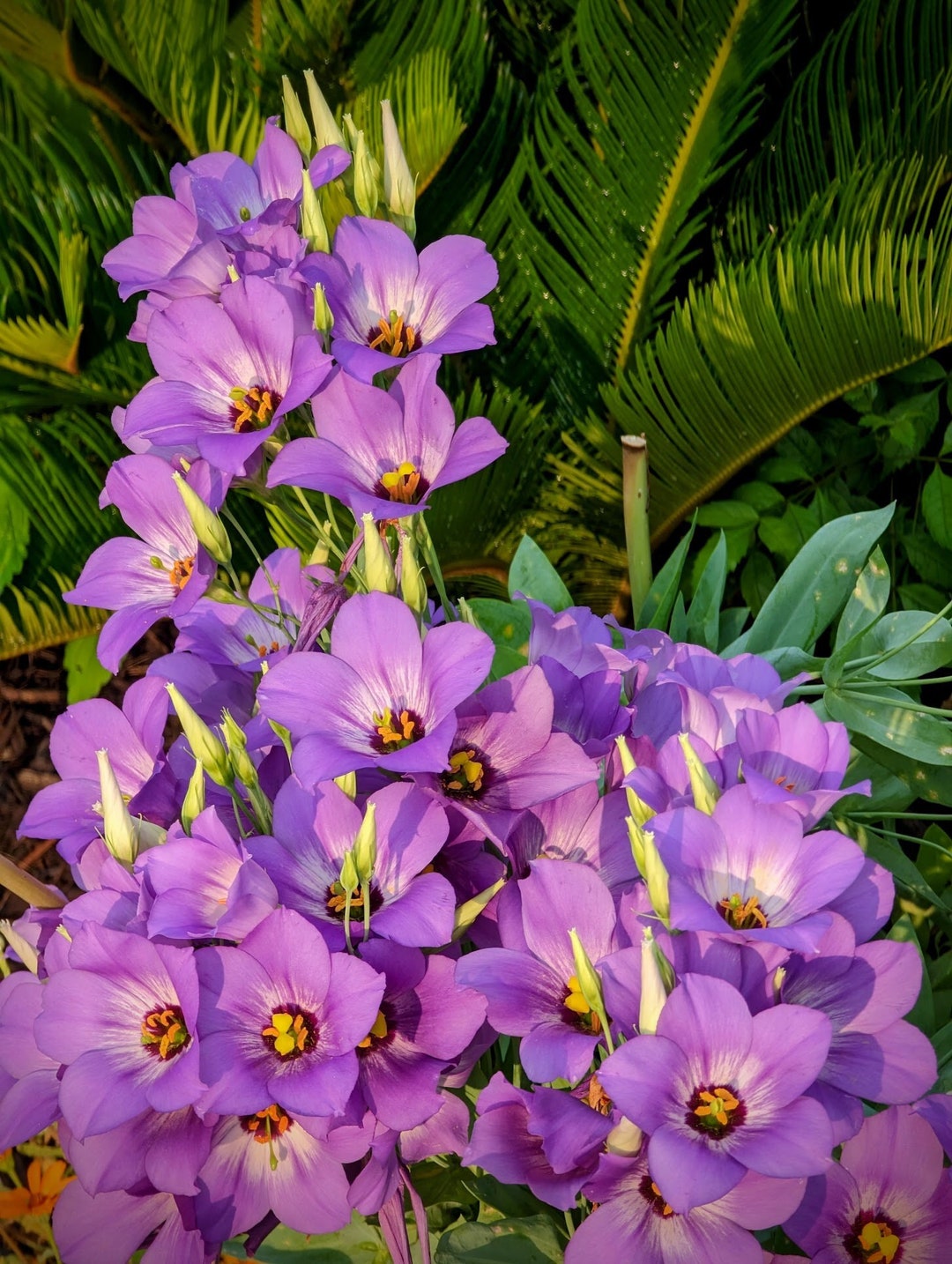 Texas Bluebell Wildflower Seeds, Eustoma Grandiflorum. Packet of 500 ...