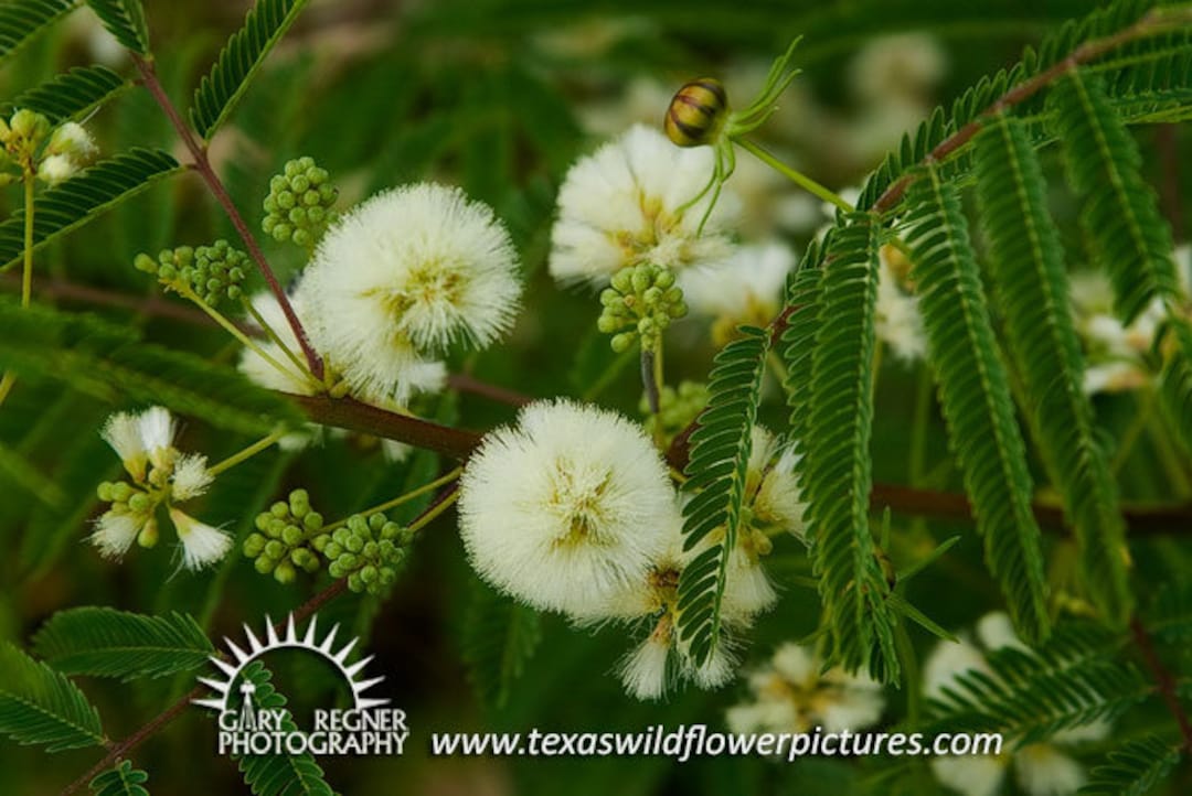 Prairie Mimosa Texas Wildflower Seeds, Desmanthus Illinoensis. Packet ...