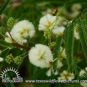 Prairie Mimosa Texas Wildflower Seeds, Desmanthus Illinoensis. Packet ...