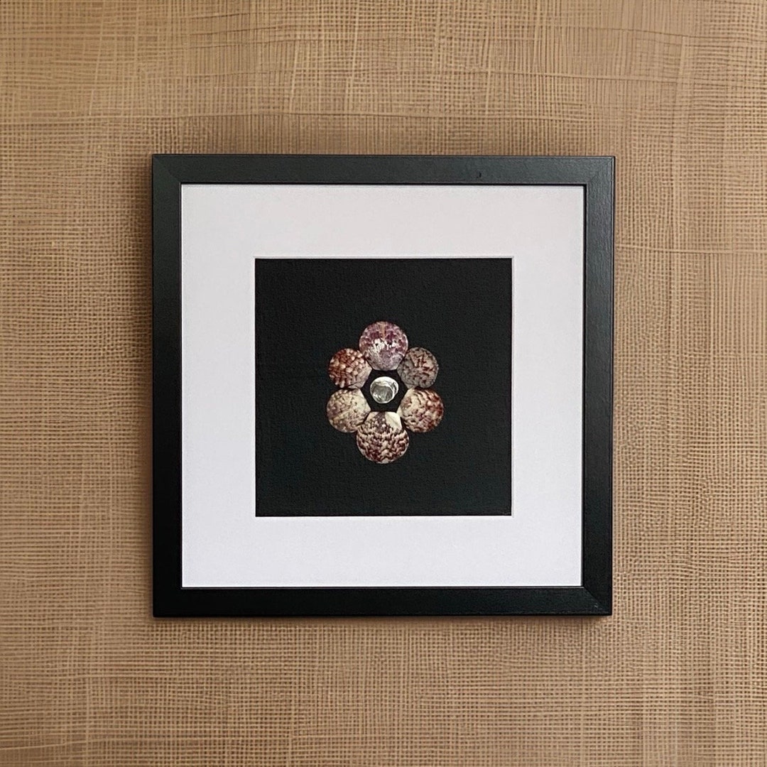 Moon Halo - Anna Maria Island & Siesta Key Shells on Black 8x8 Painted ...