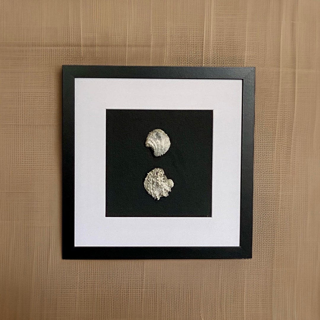 Tide - Anna Maria Island & Siesta Key Shells on Black 8x8 Painted ...