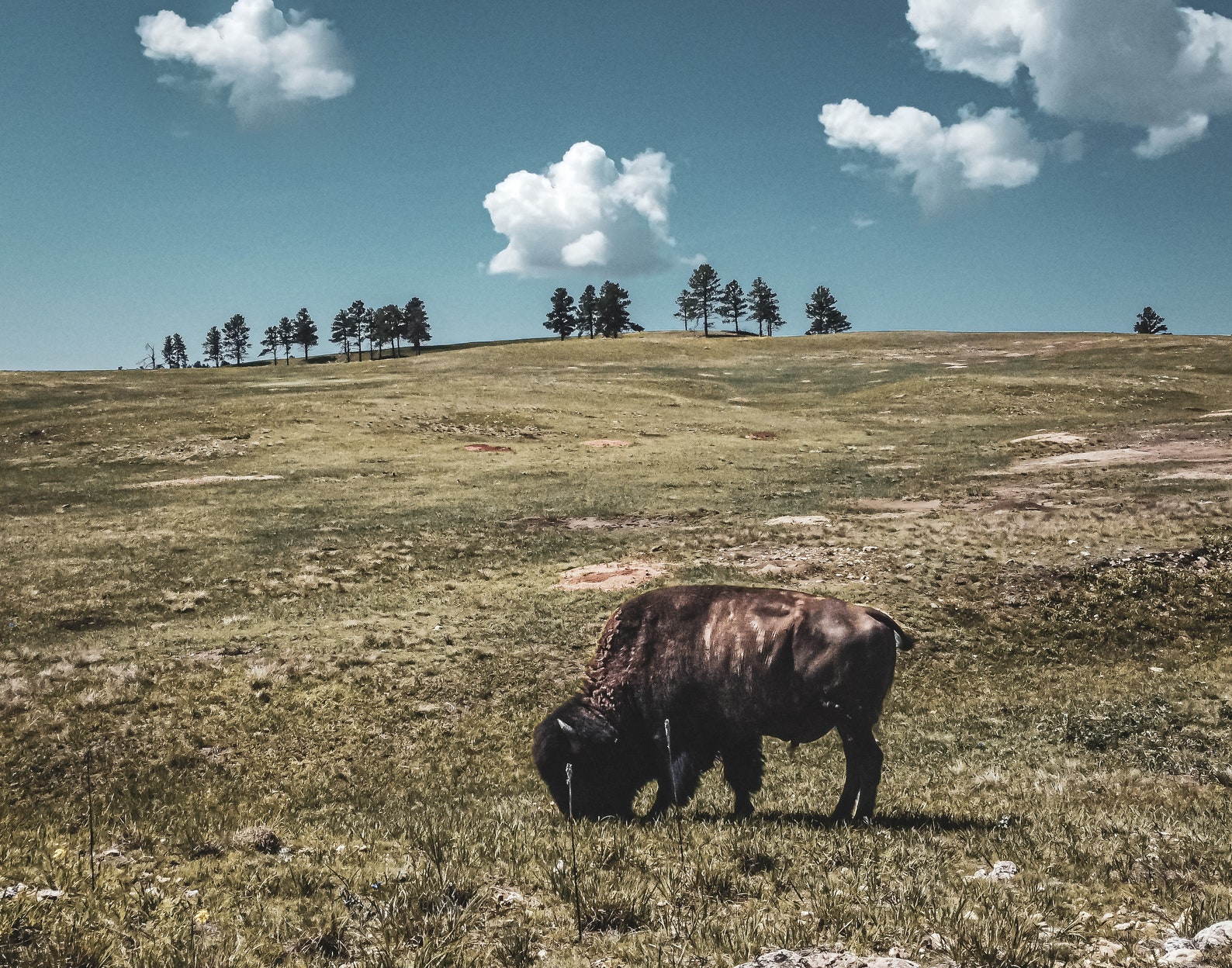 Buffalo Landscape Photography - Etsy