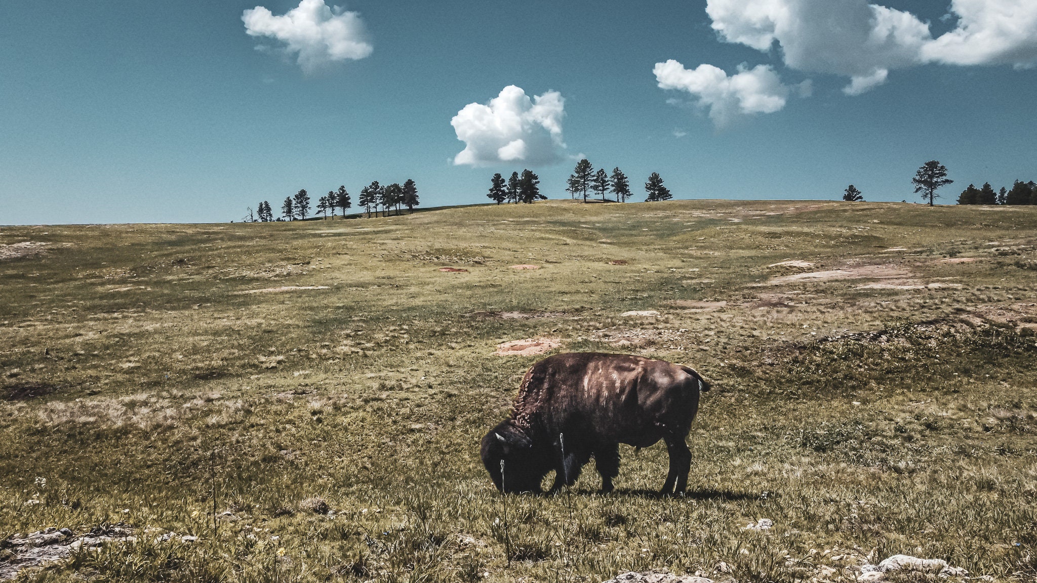 Buffalo Landscape Photography - Etsy