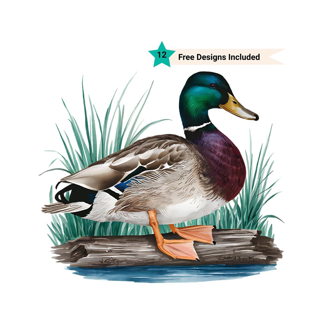 Watercolor Mallard Duck Clipart, PNG Digital Illustration, for Baby ...